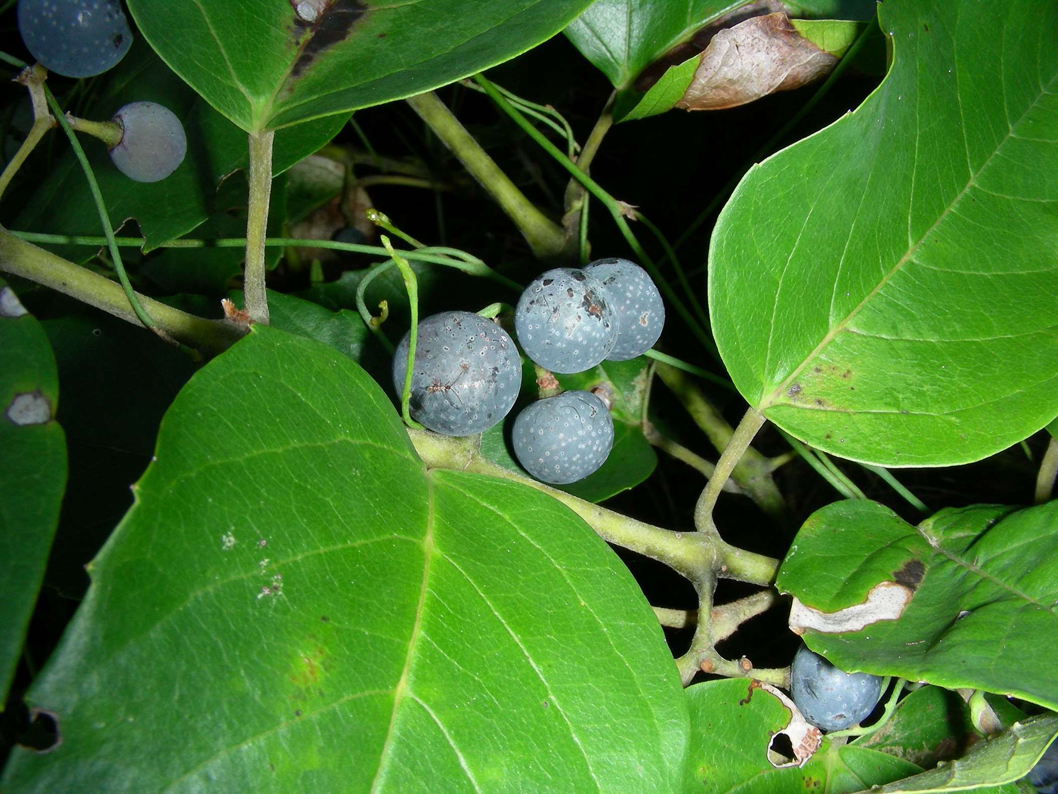 Zdjęcia cissusa australijskiego - 3 fotografie