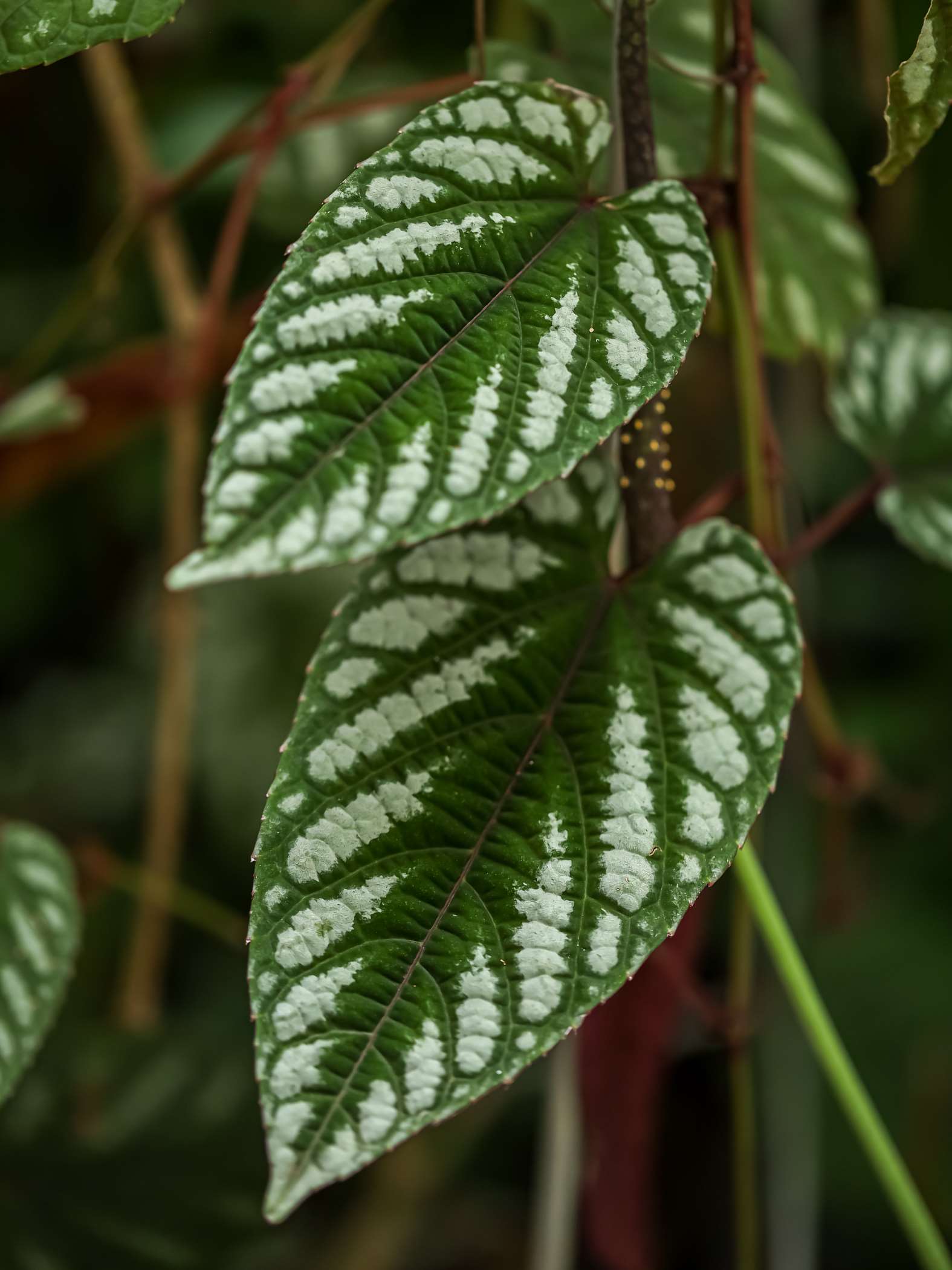 Zdjęcia cissusa różnobarwnego - 5 fotografii