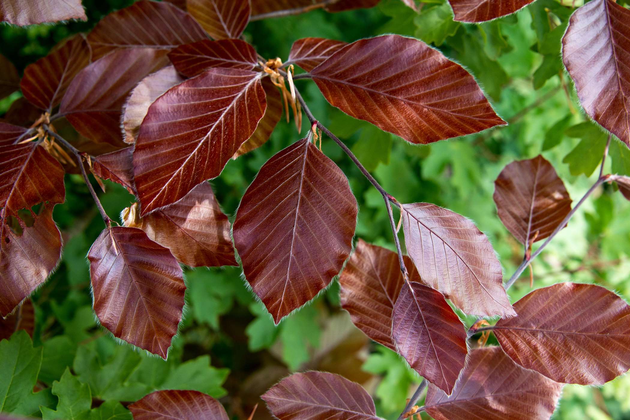Zdjęcia buka 'purple fountain' - 5 fotografii