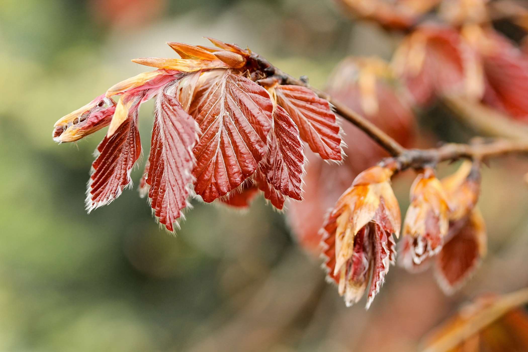 Zdjęcia buka 'purple fountain' - 5 fotografii