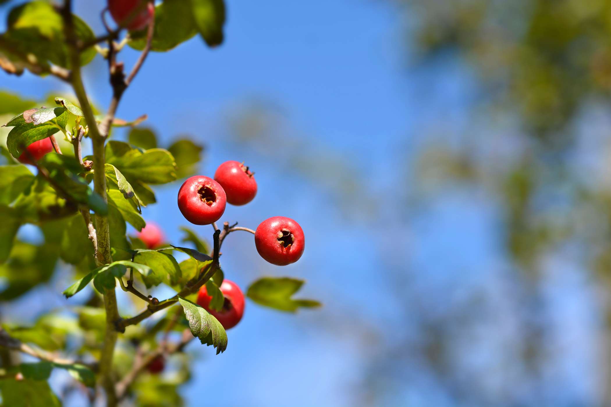 Zdjęcia głogu ‘paul’s scarlet’ - 5 fotografii