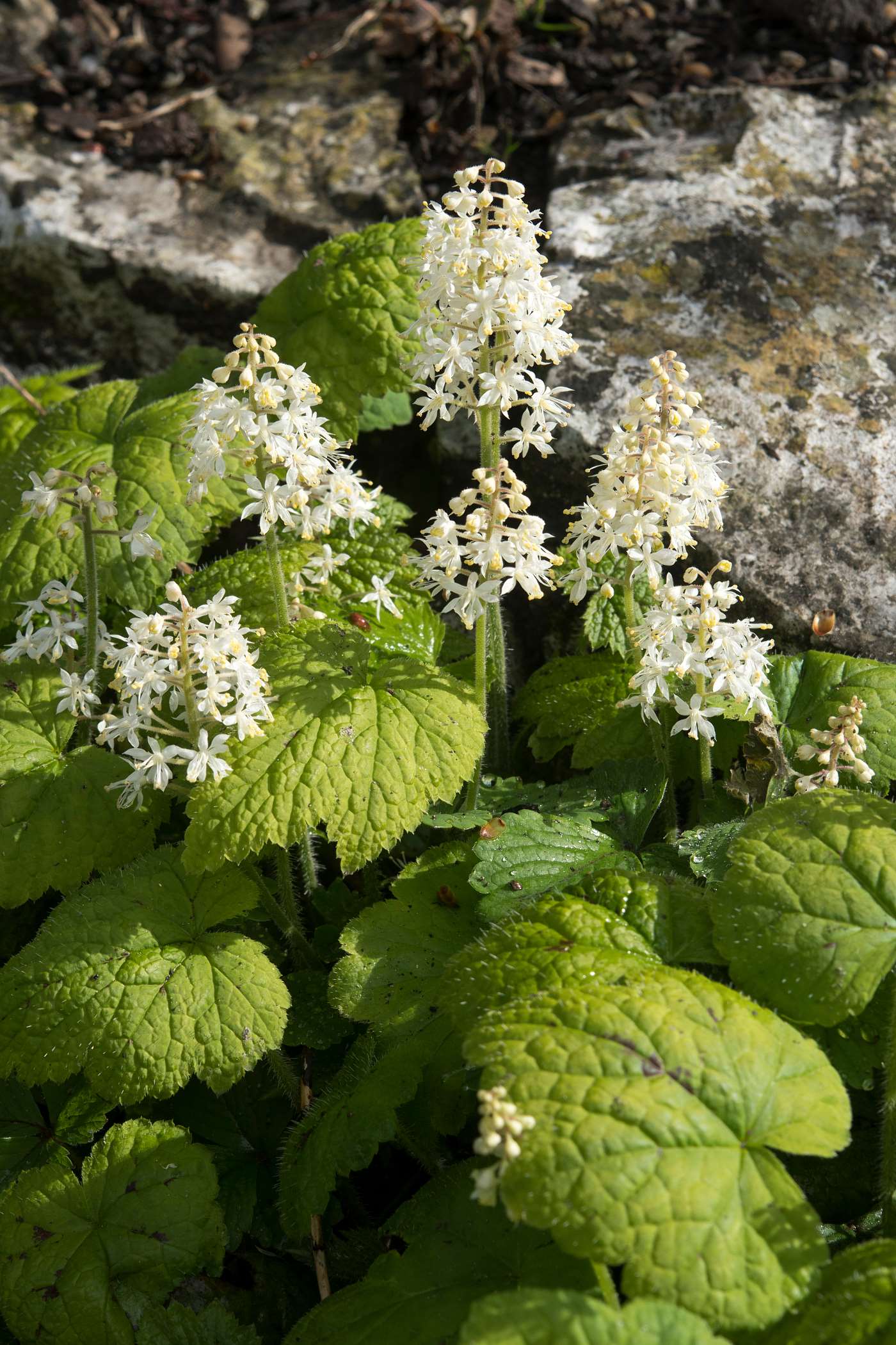 Zdjęcia tiarelli sercolistnej - 5 fotografii