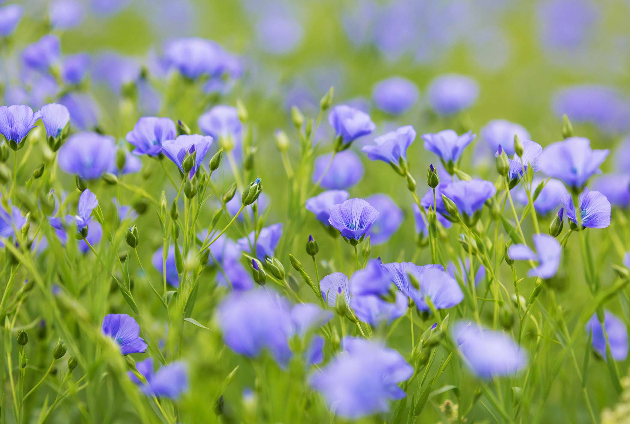 Zdjęcia lnu zwyczajnego - 5 fotografii