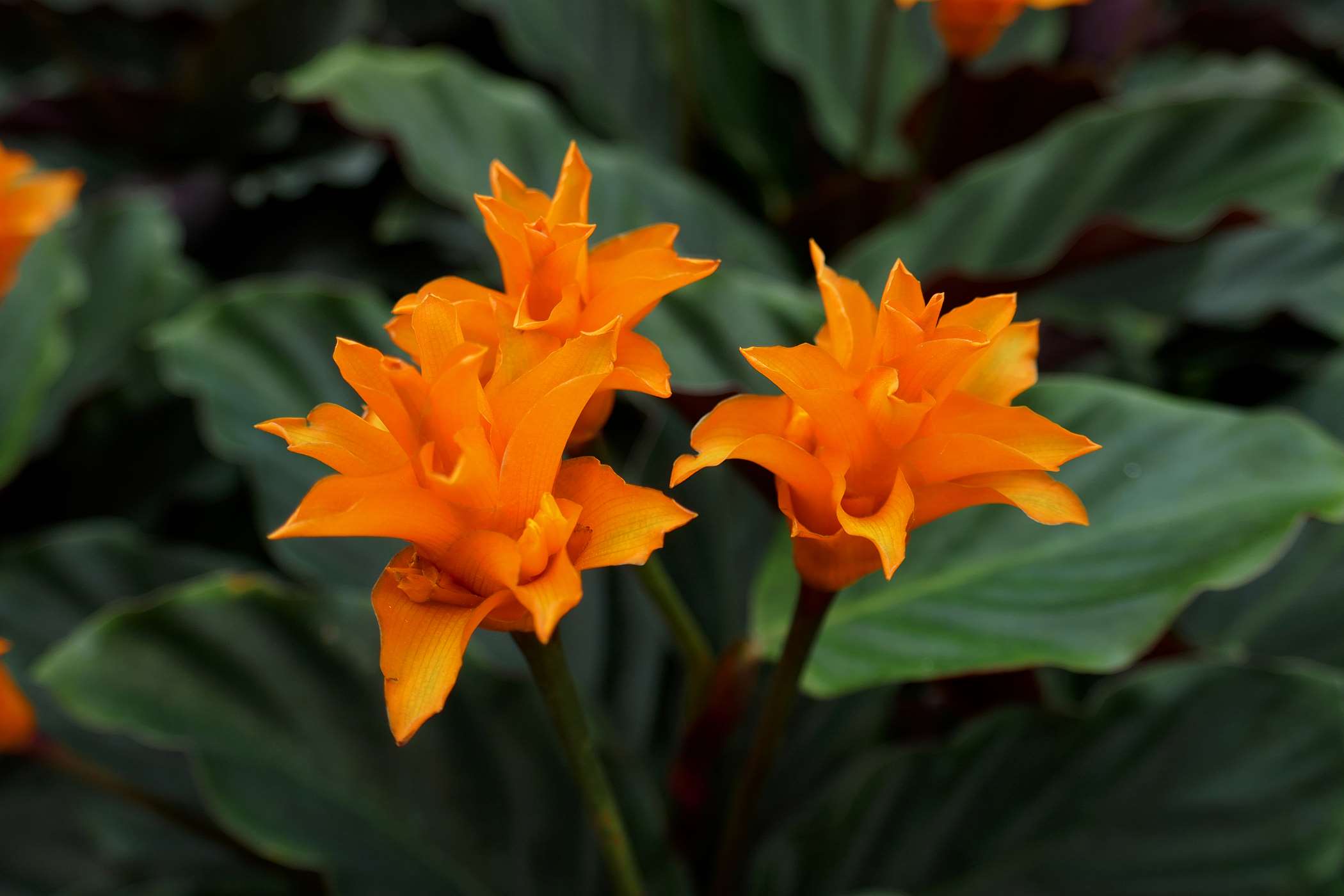 Zdjęcia kalatei żółtokwiatowej - 5 fotografii