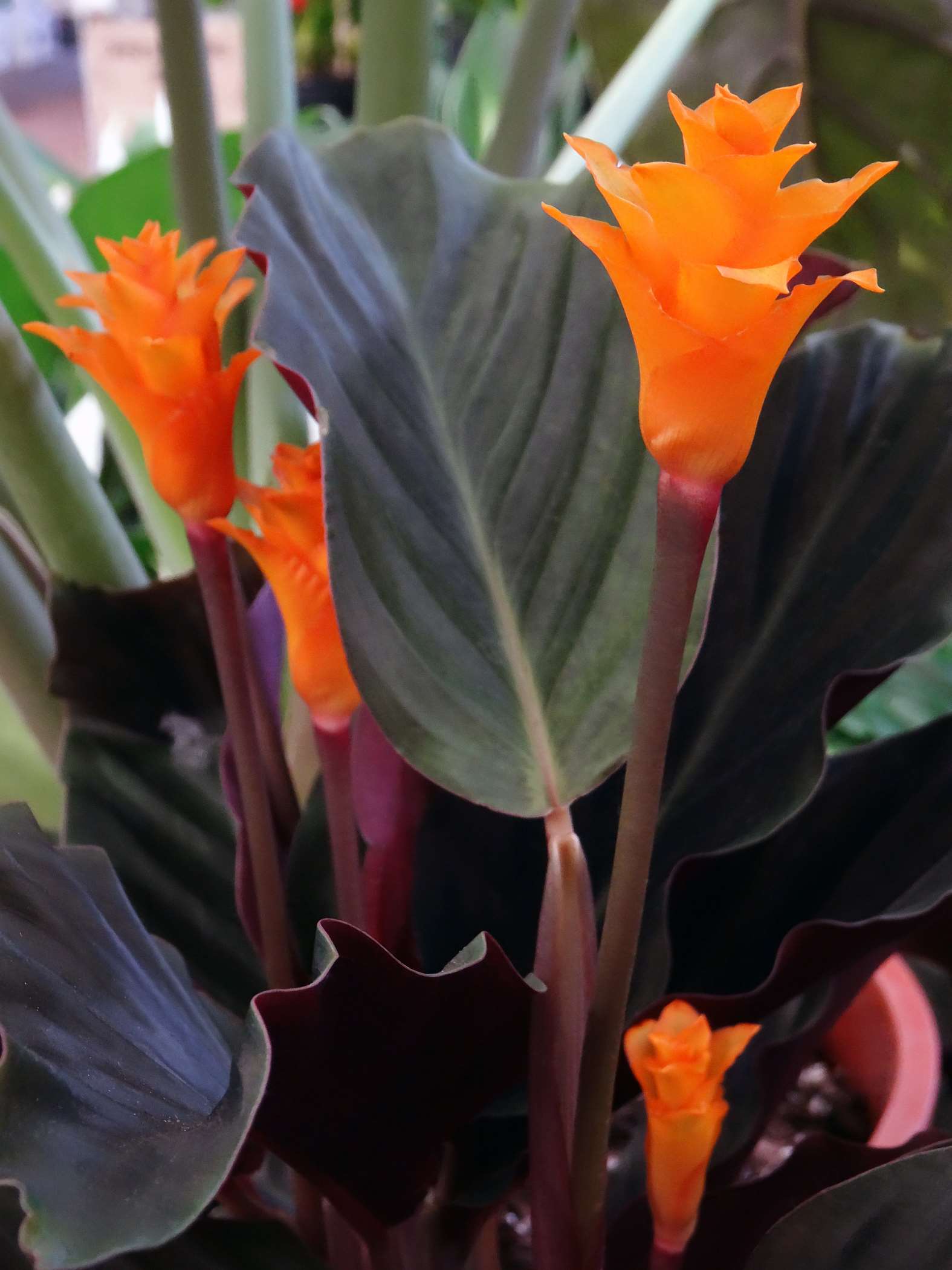 Zdjęcia kalatei żółtokwiatowej - 5 fotografii