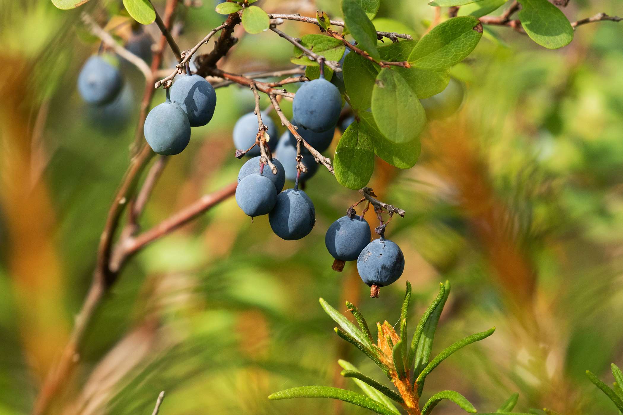 Zdjęcia borówki bagiennej - 5 fotografii