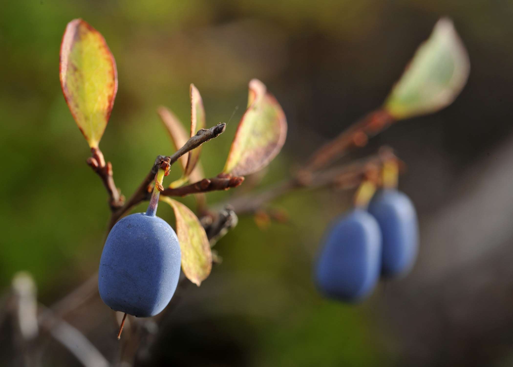 Zdjęcia borówki bagiennej - 5 fotografii