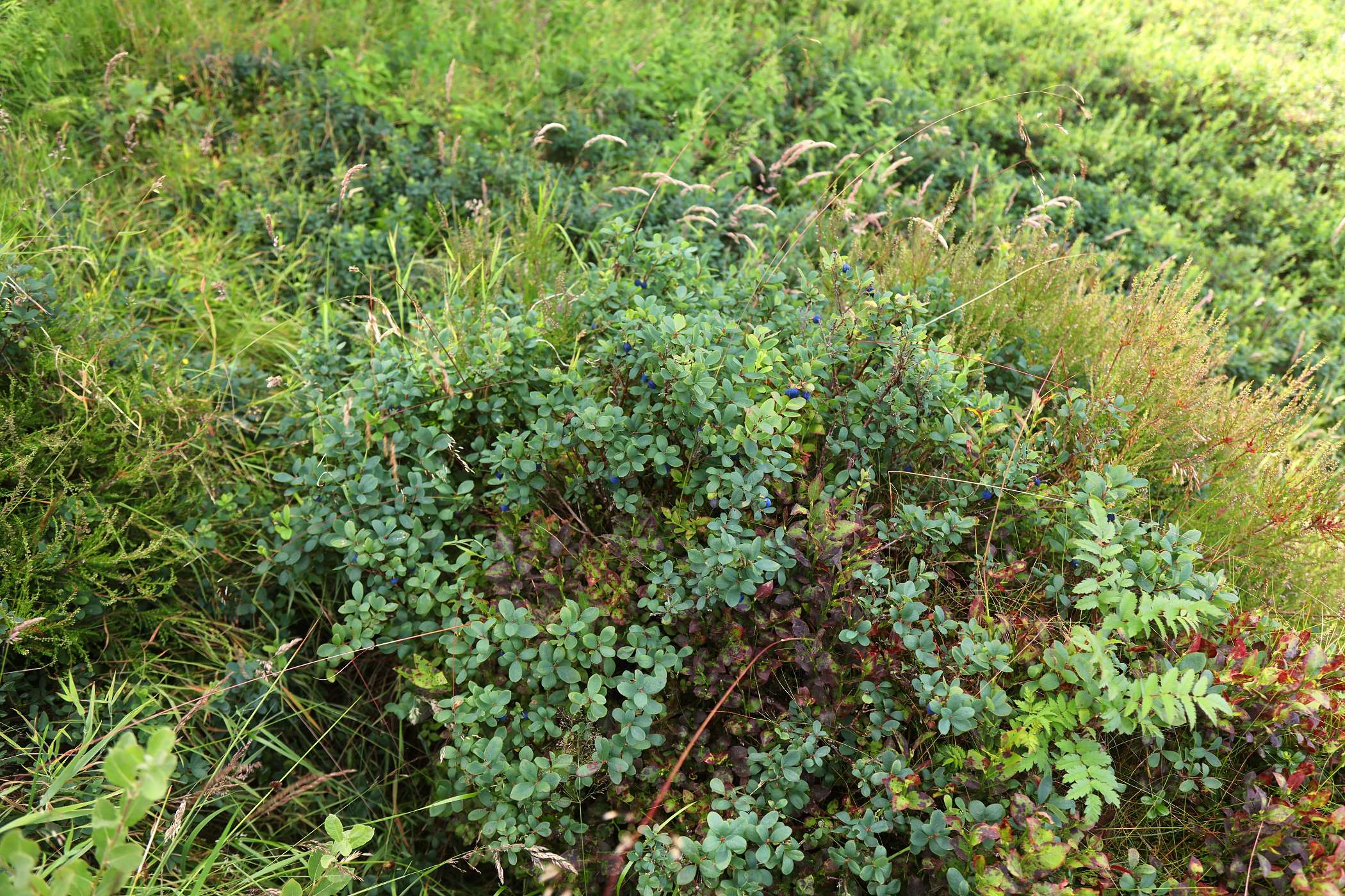 Zdjęcia borówki bagiennej - 5 fotografii