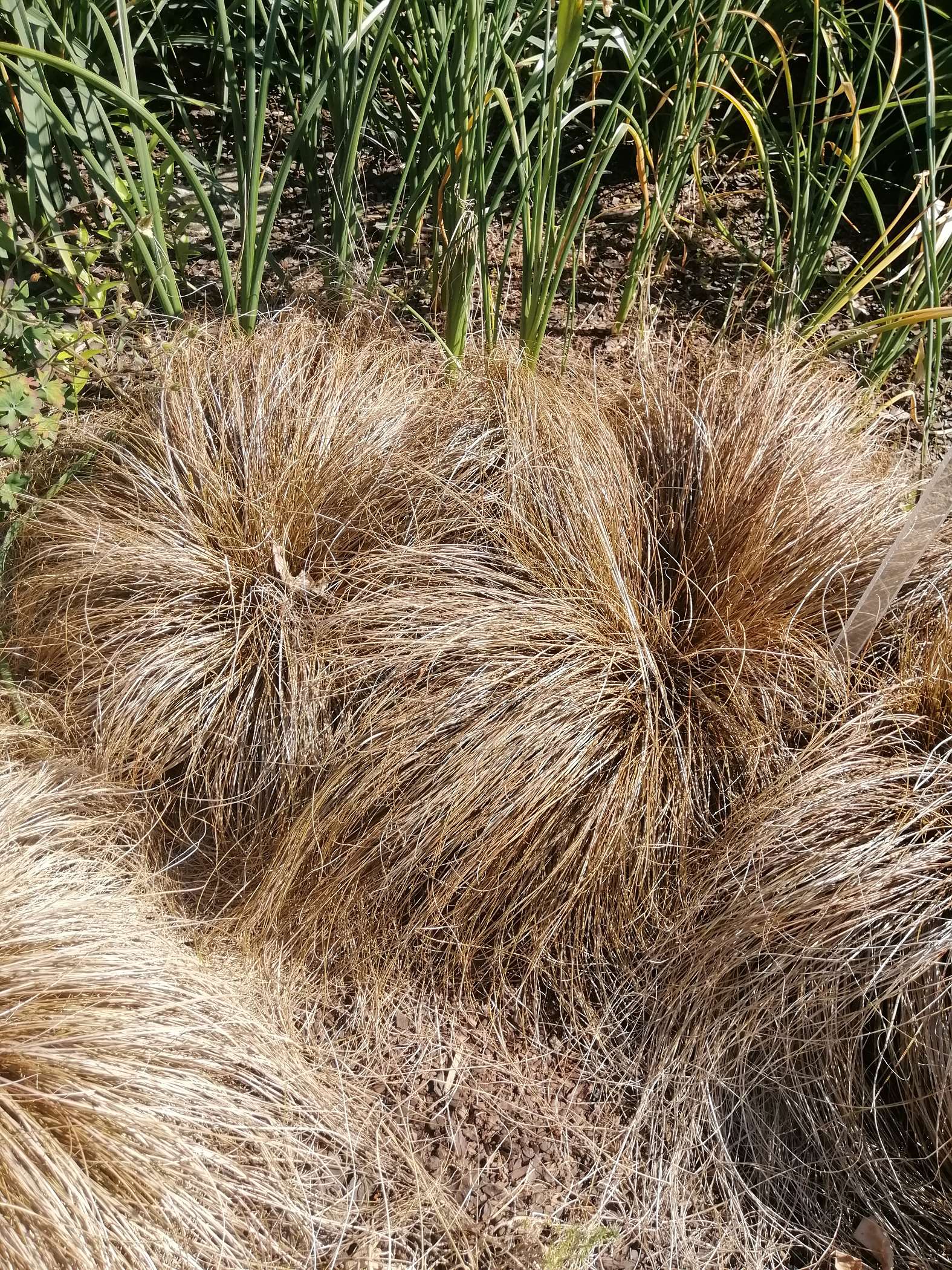 Zdjęcia turzycy buchanana - 5 fotografii