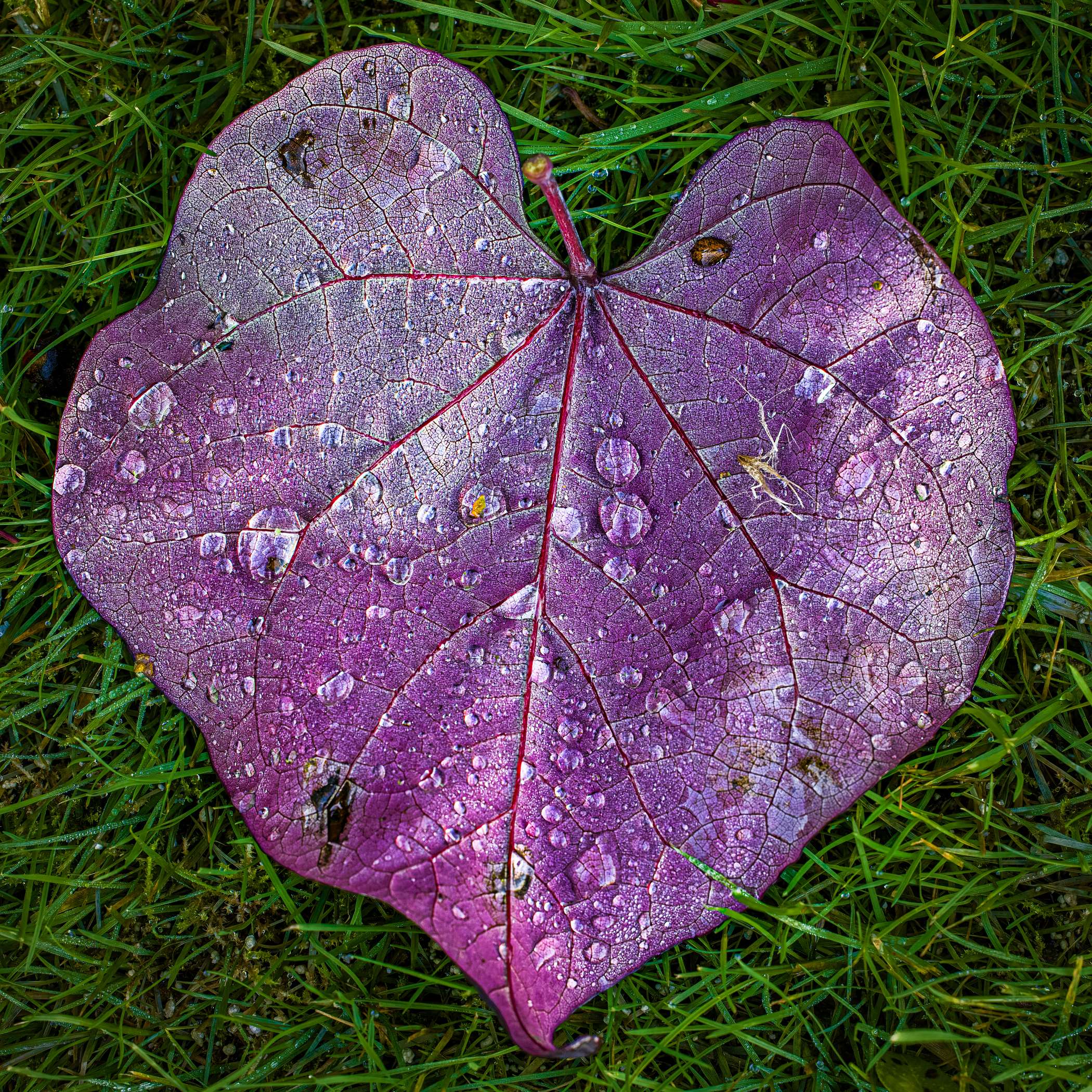 Zdjęcia judaszowca płaczącego - 5 fotografii