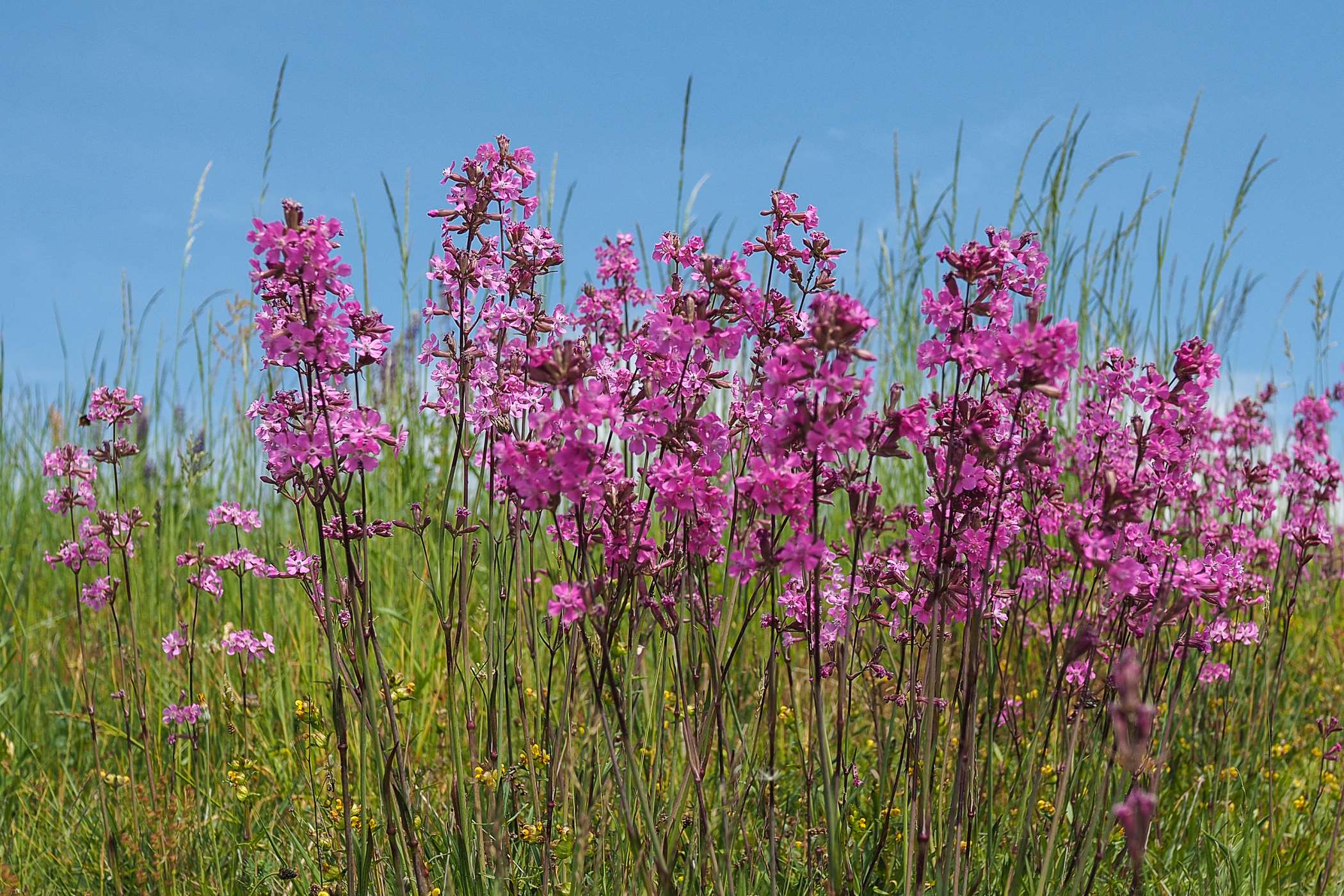 Zdjęcia firletki smółki - 5 fotografii