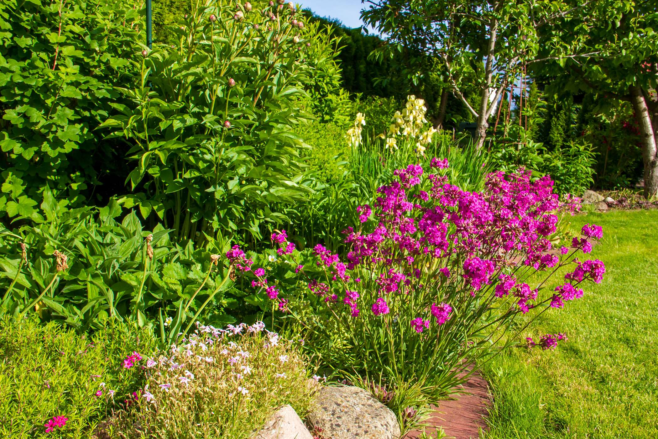 Zdjęcia firletki smółki - 5 fotografii