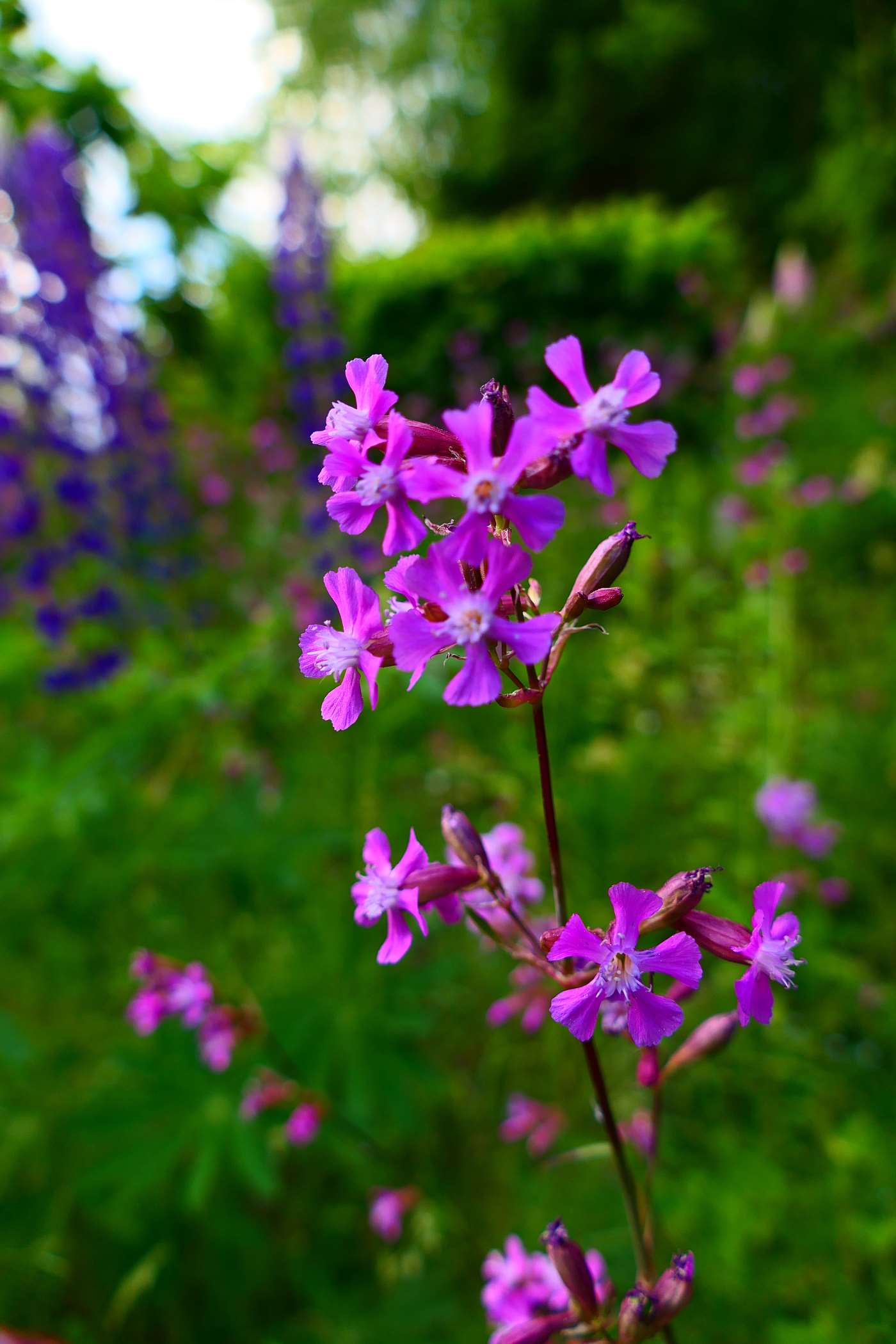 Zdjęcia firletki smółki - 5 fotografii
