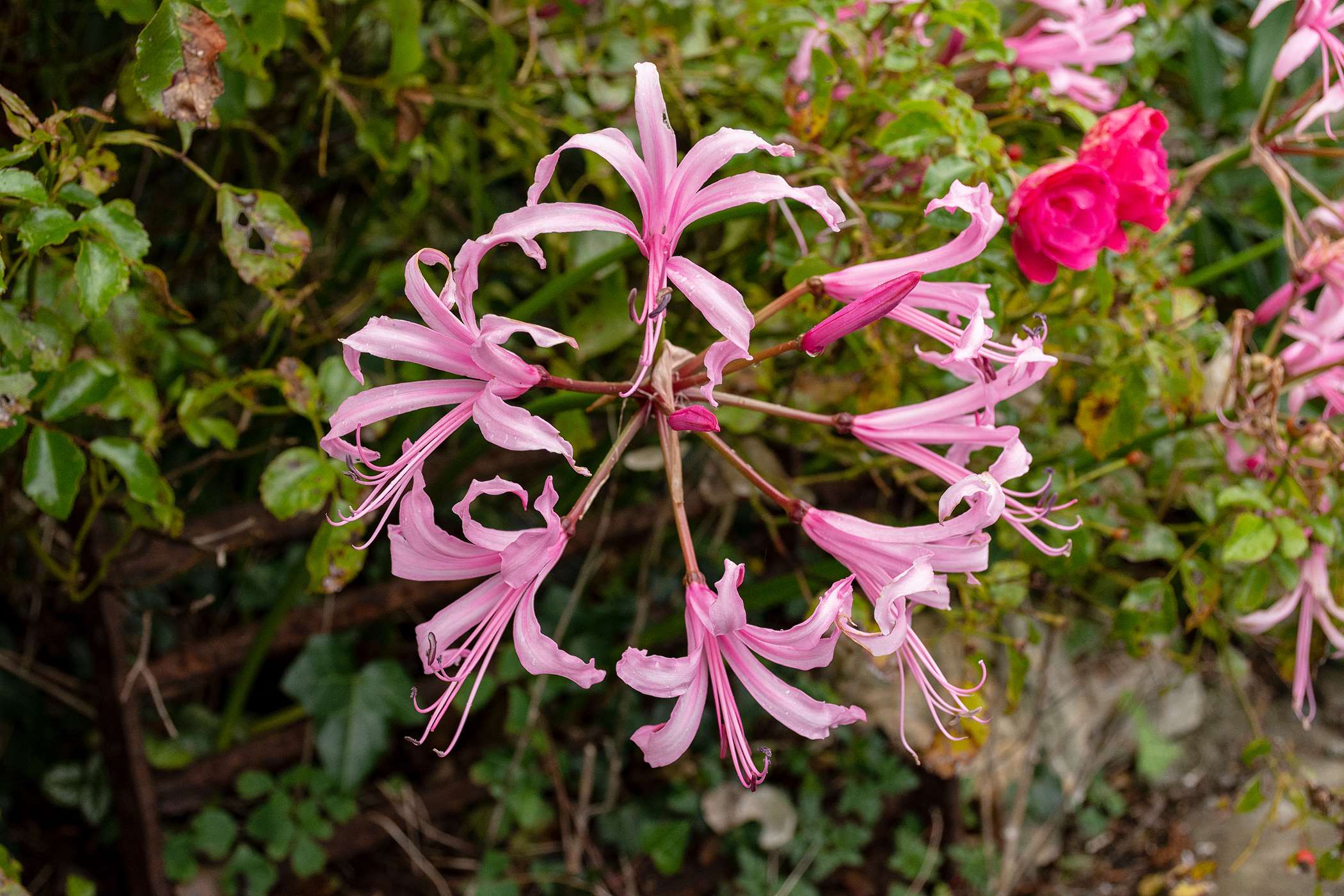 Zdjęcia neriny bowdena - 5 fotografii