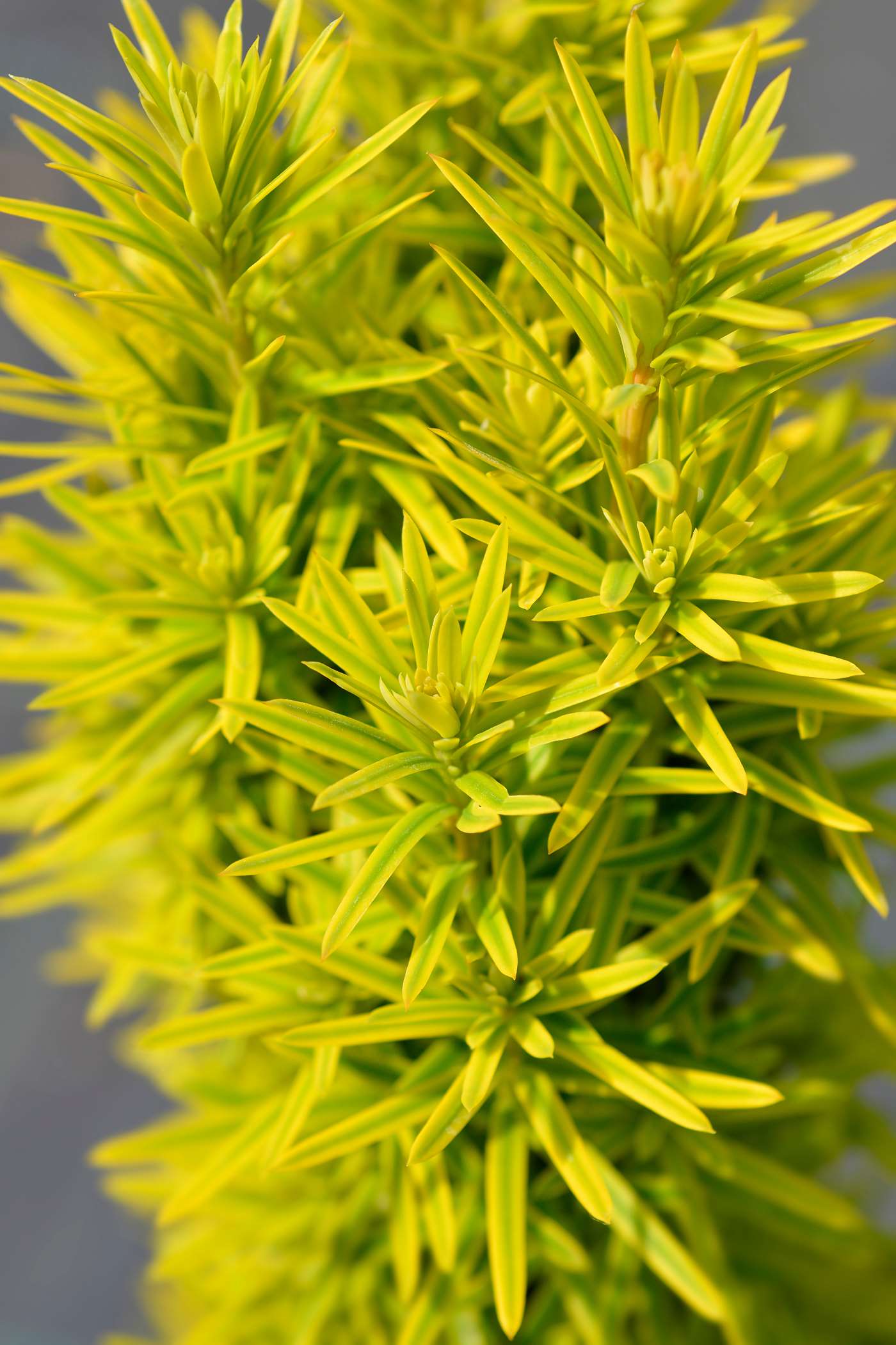 Zdjęcia cisa pospolitego 'david' - 5 fotografii