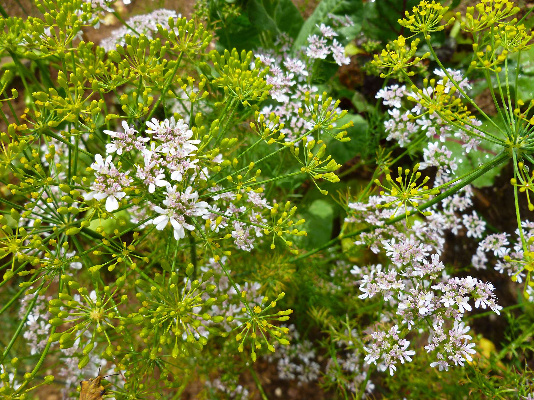 Zdjęcia kolendry siewnej - 5 fotografii