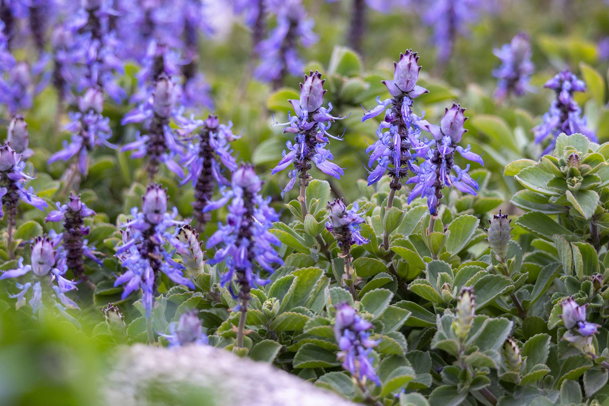 Zdjęcia plektrantusa psiego - 5 fotografii