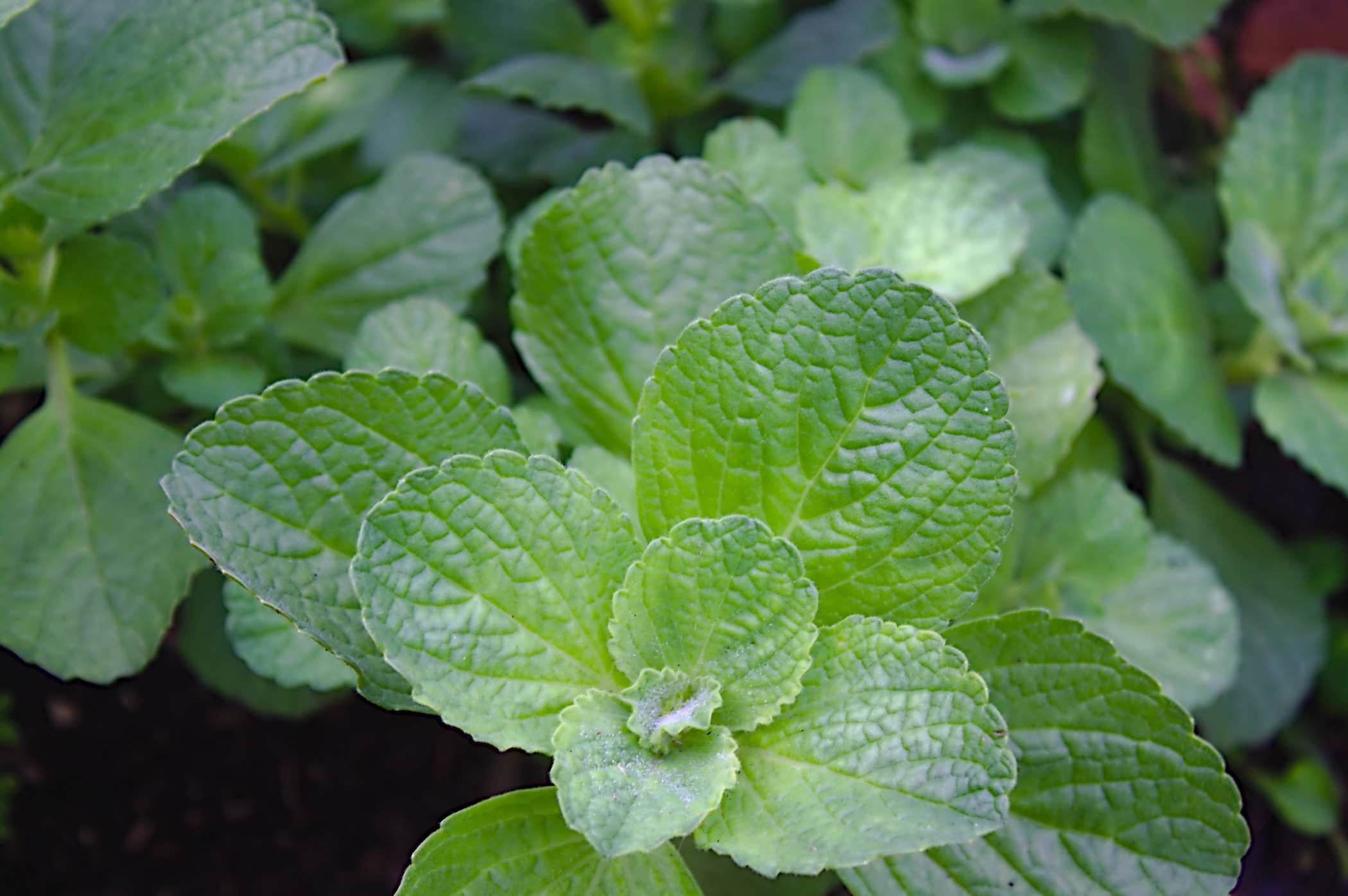 Zdjęcia plektrantusa psiego - 5 fotografii