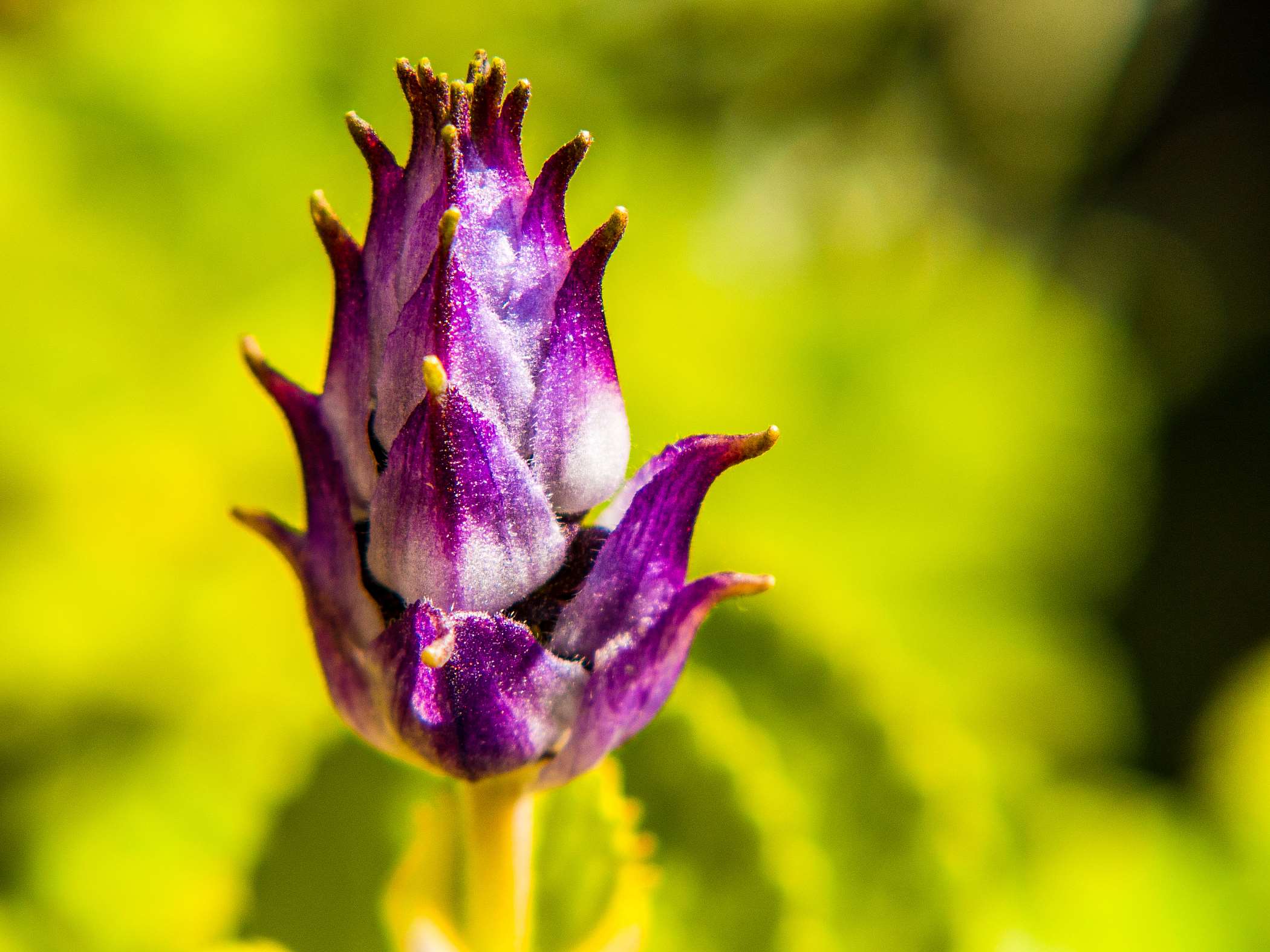 Zdjęcia plektrantusa psiego - 5 fotografii