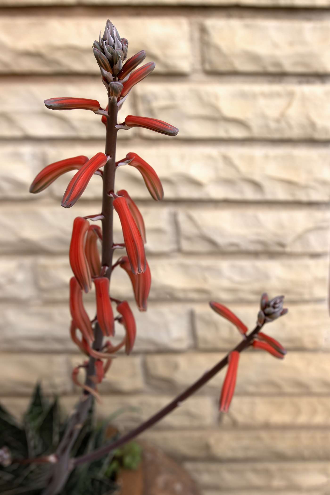 Zdjęcia aloesu pstrego - 5 fotografii