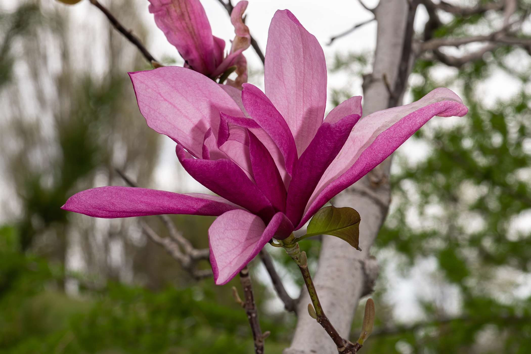 Zdjęcia magnolii 'galaxy' - 5 fotografii