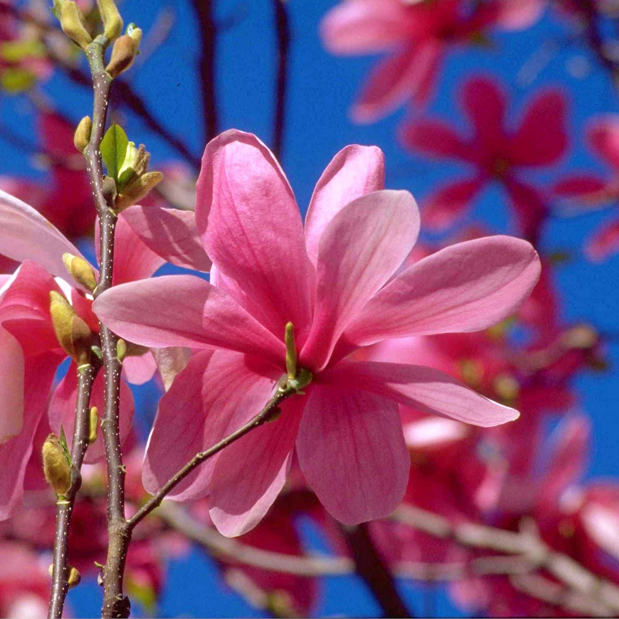 Zdjęcia magnolii 'galaxy' - 5 fotografii