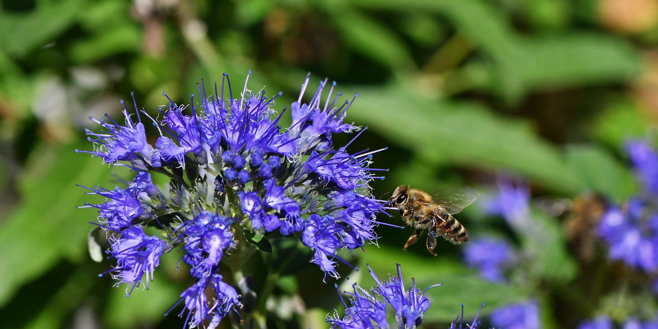 Zdjęcia barbuli klandońskiej - 5 fotografii