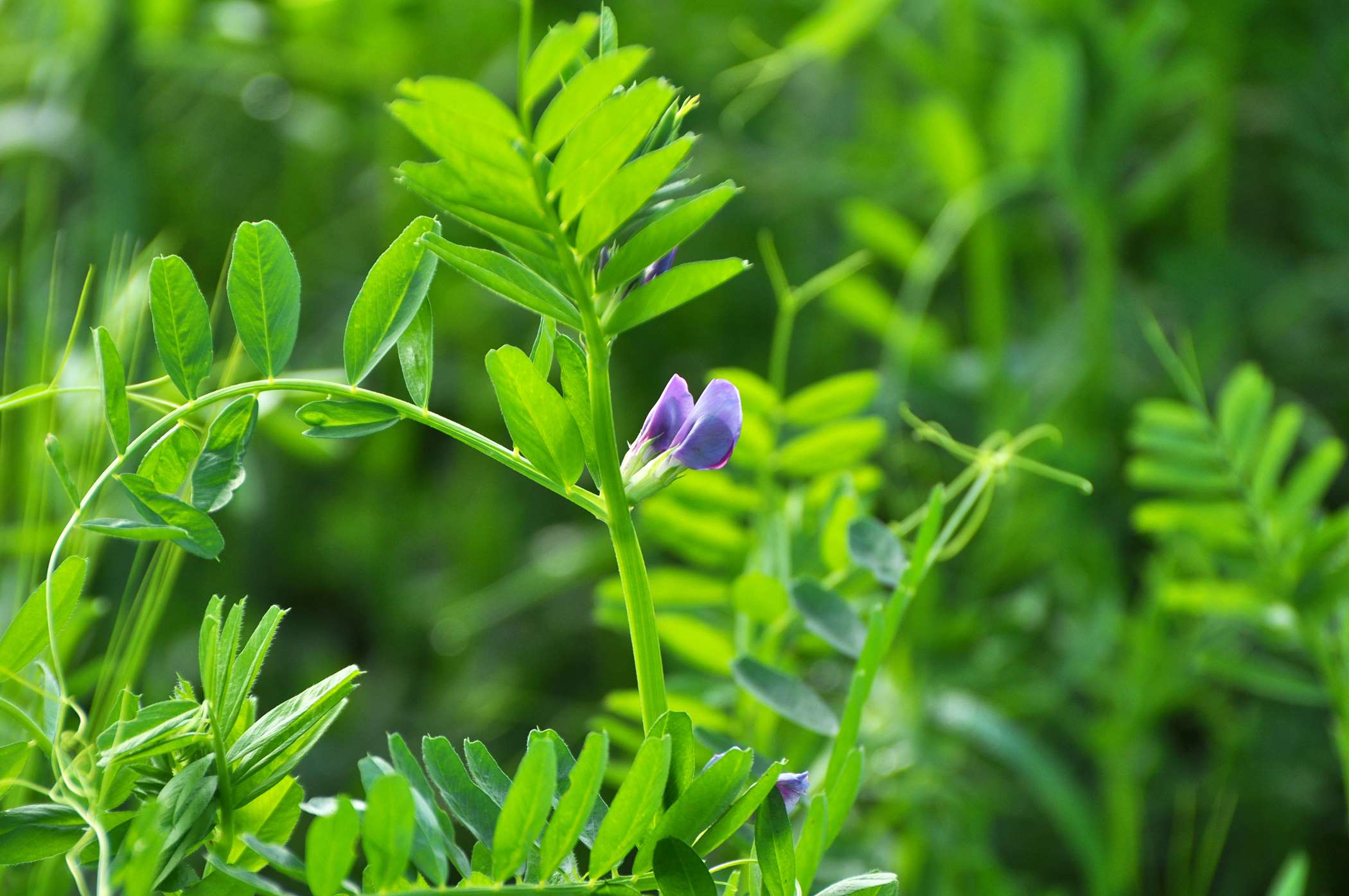 Zdjęcia wyki siewnej - 5 fotografii