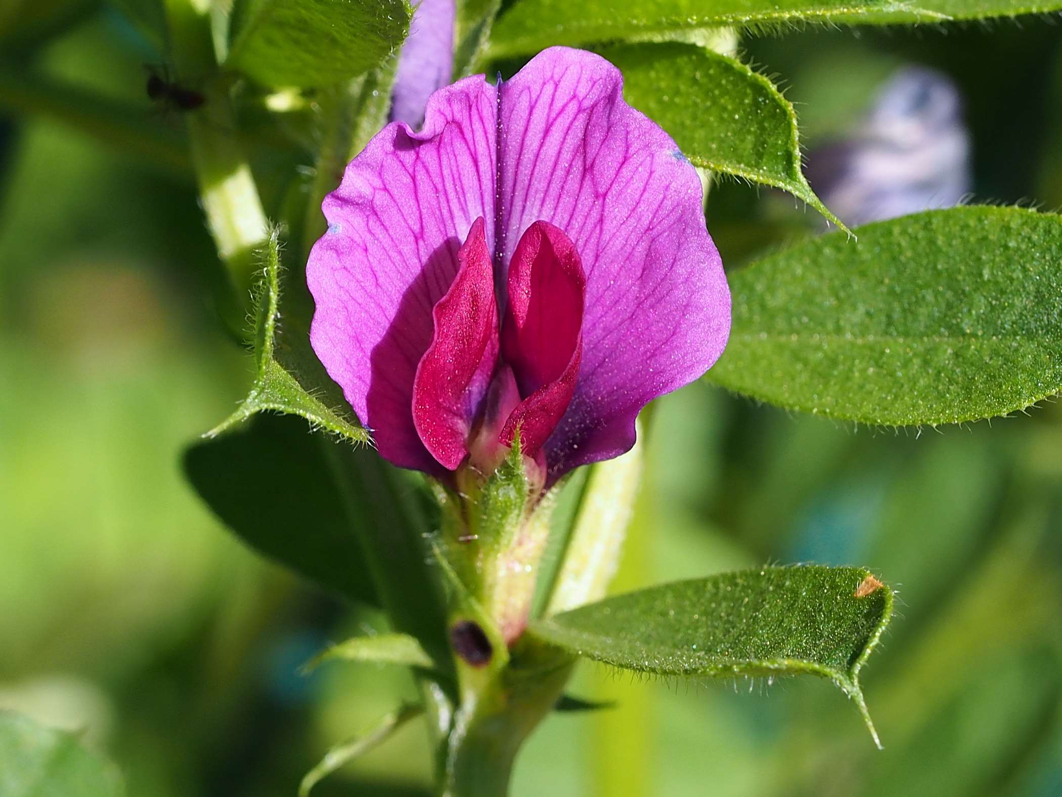 Zdjęcia wyki siewnej - 5 fotografii
