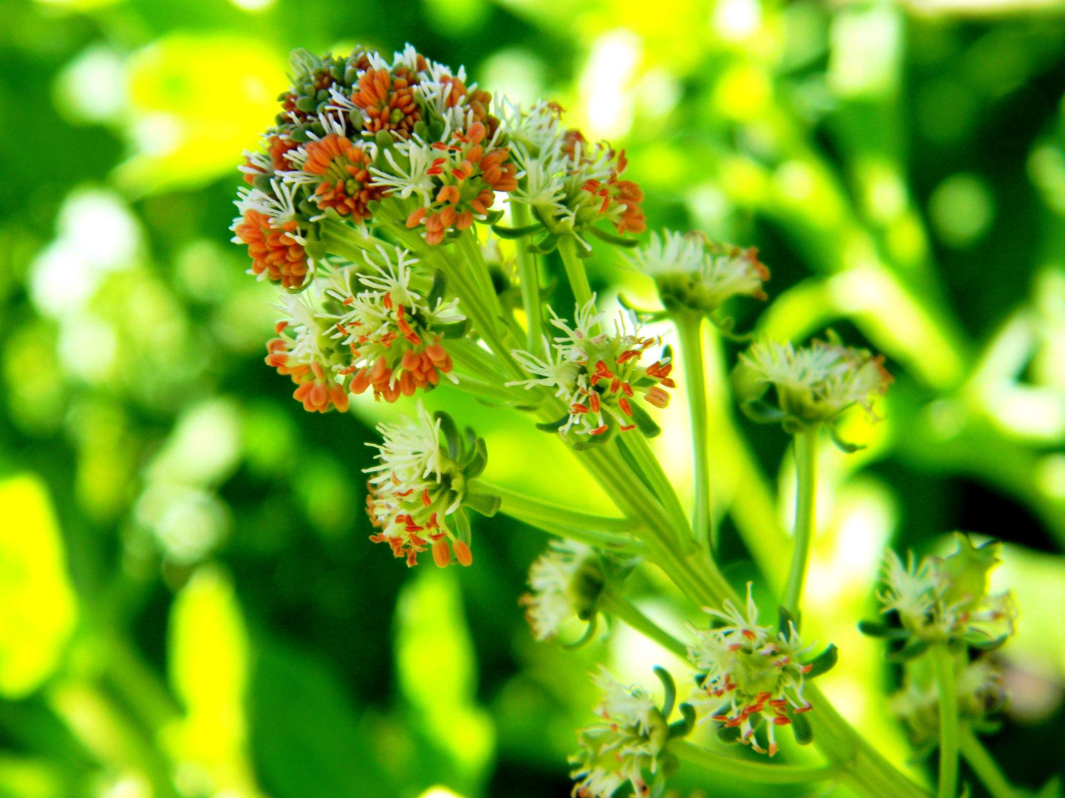 Zdjęcia rezedy wonnej - 3 fotografie