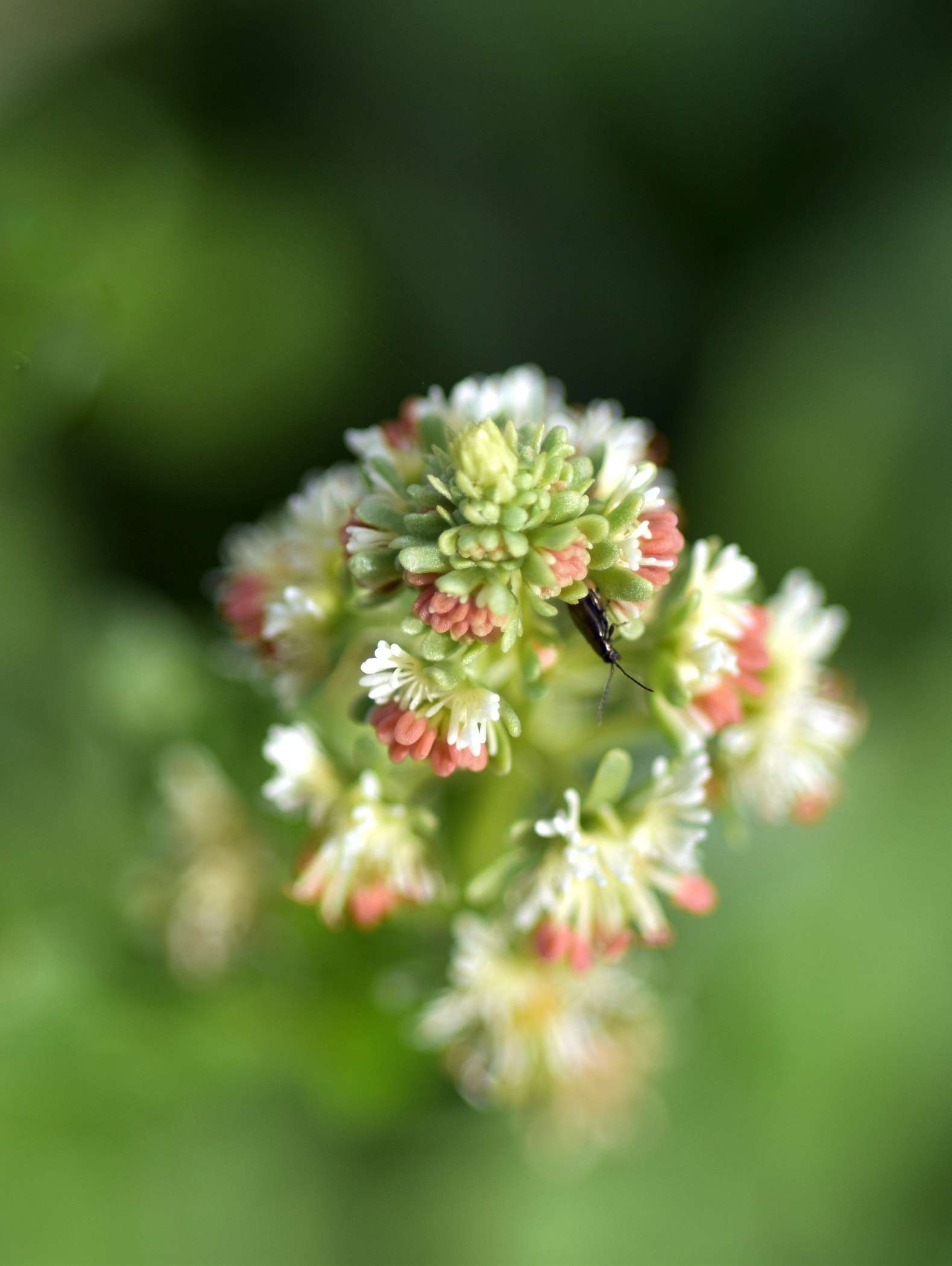 Zdjęcia rezedy wonnej - 3 fotografie