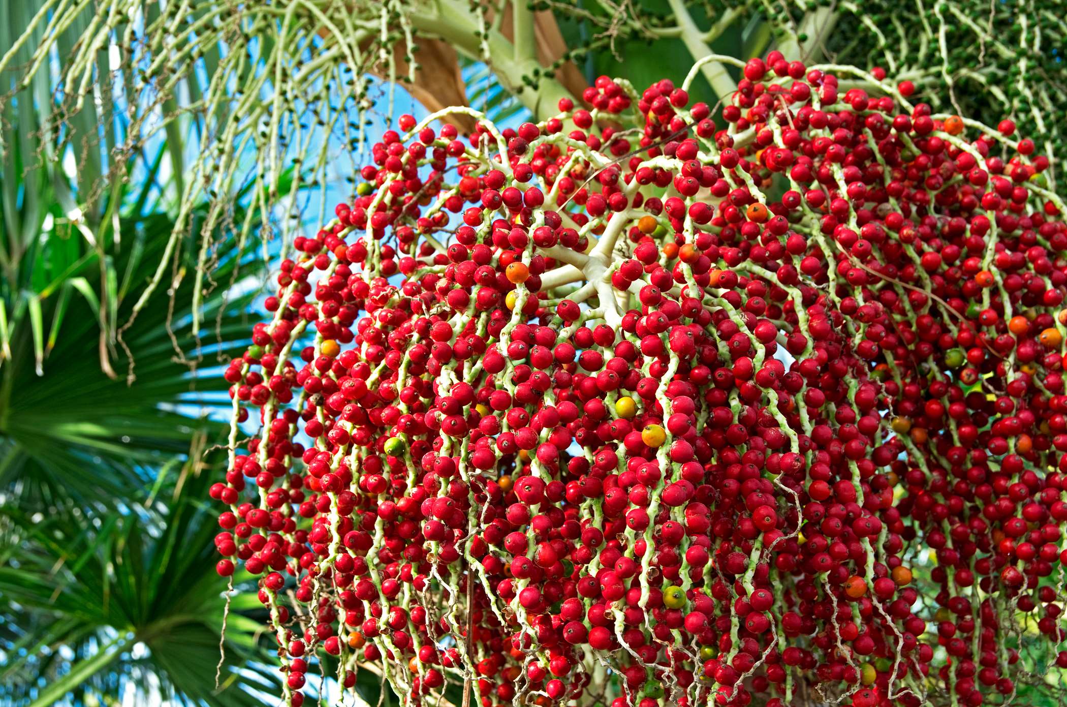 Zdjęcia palmy królewskiej - 5 fotografii