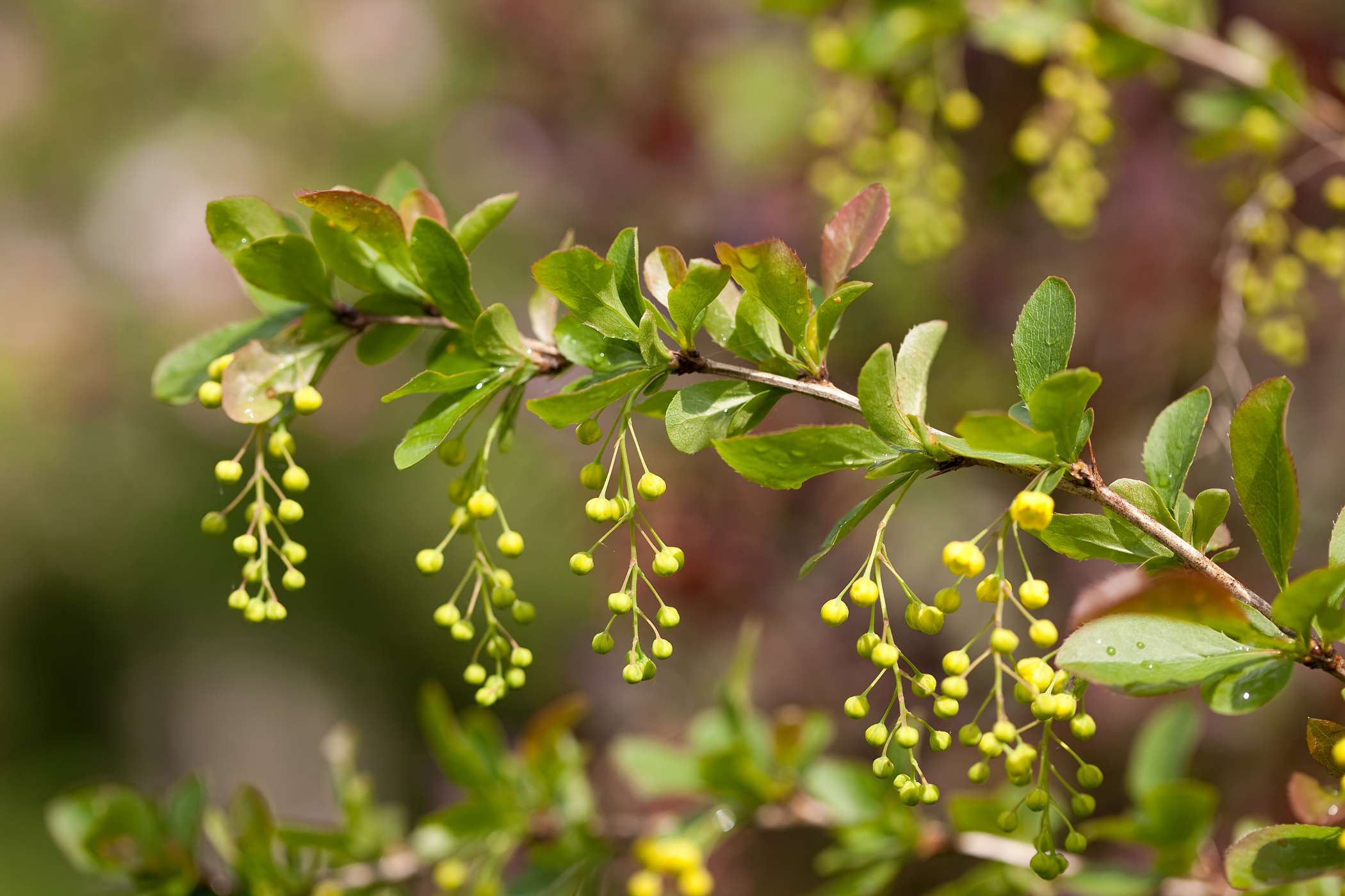 Zdjęcia berberysu zwyczajnego - 5 fotografii