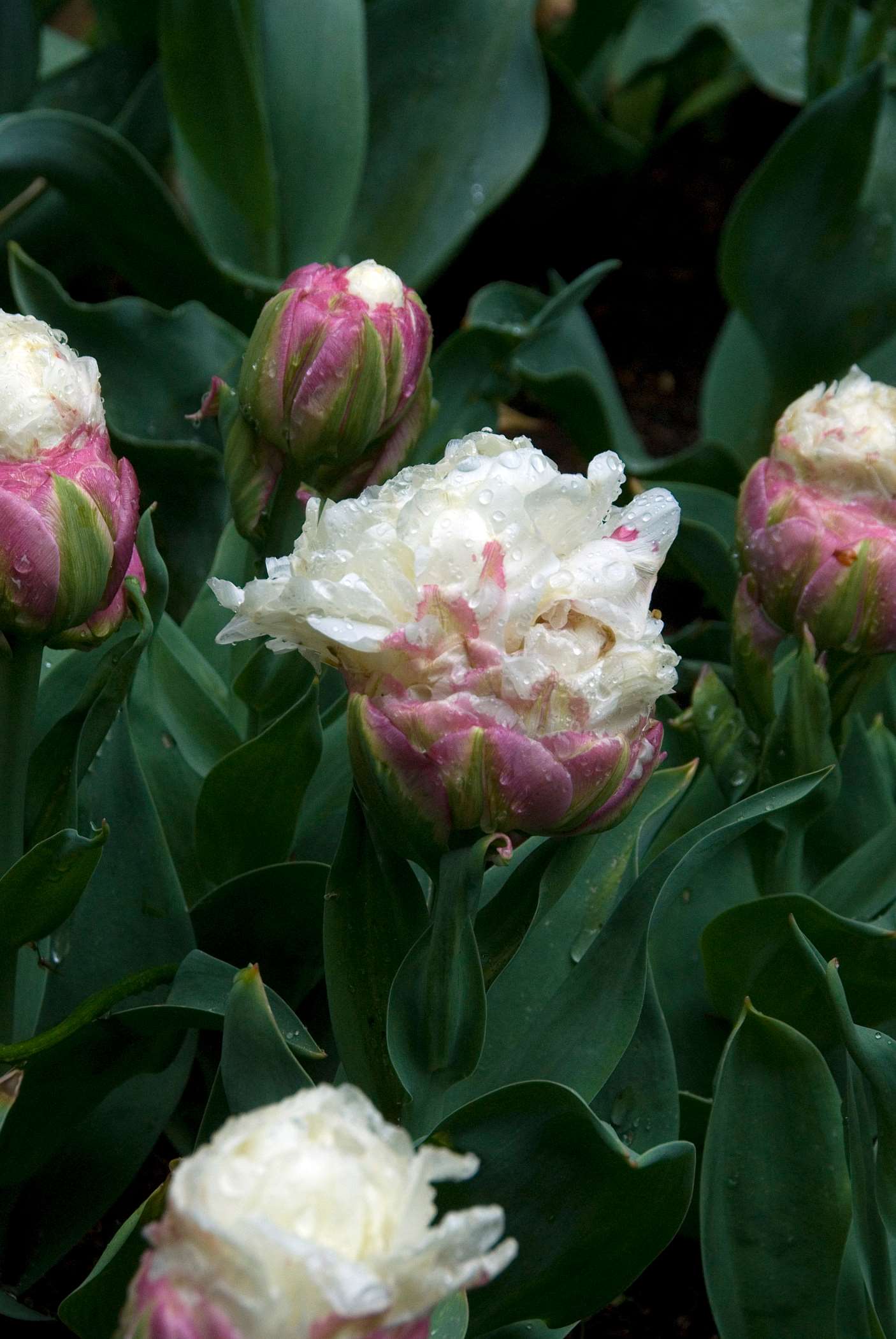 Zdjęcia tulipana lodowego - 5 fotografii