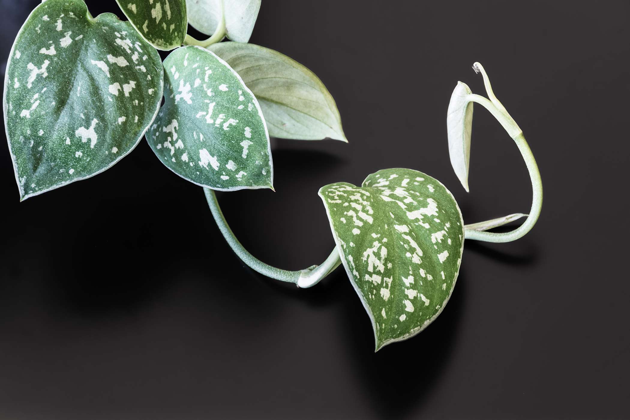 Zdjęcia scindapsusa pstrego - 3 fotografie