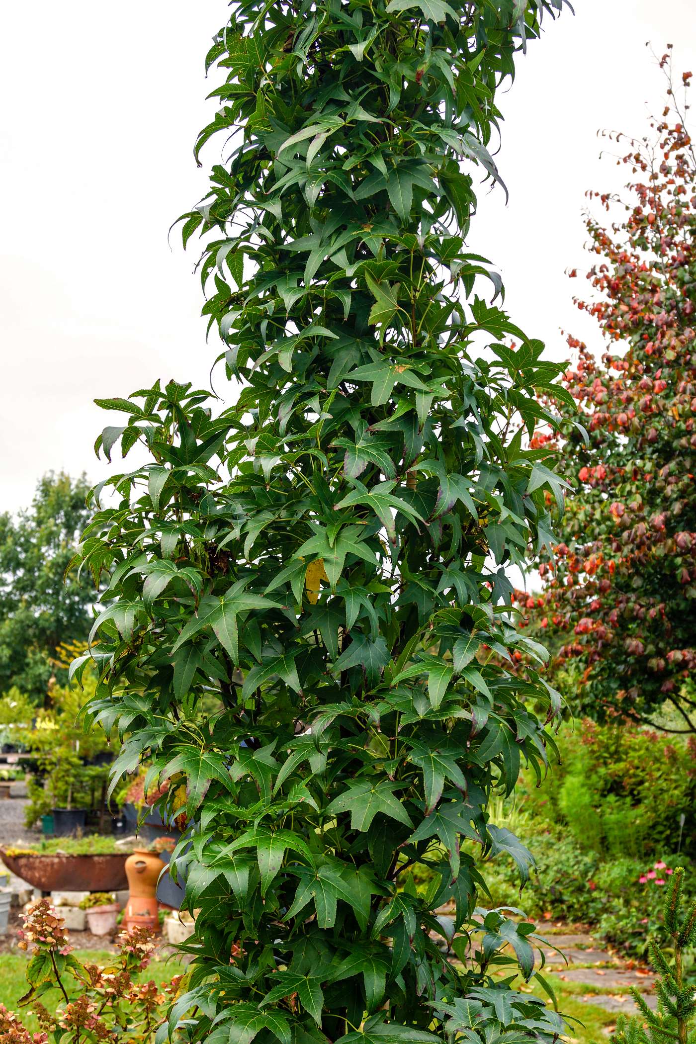 Zdjęcia ambrowca kolumnowego - 5 fotografii