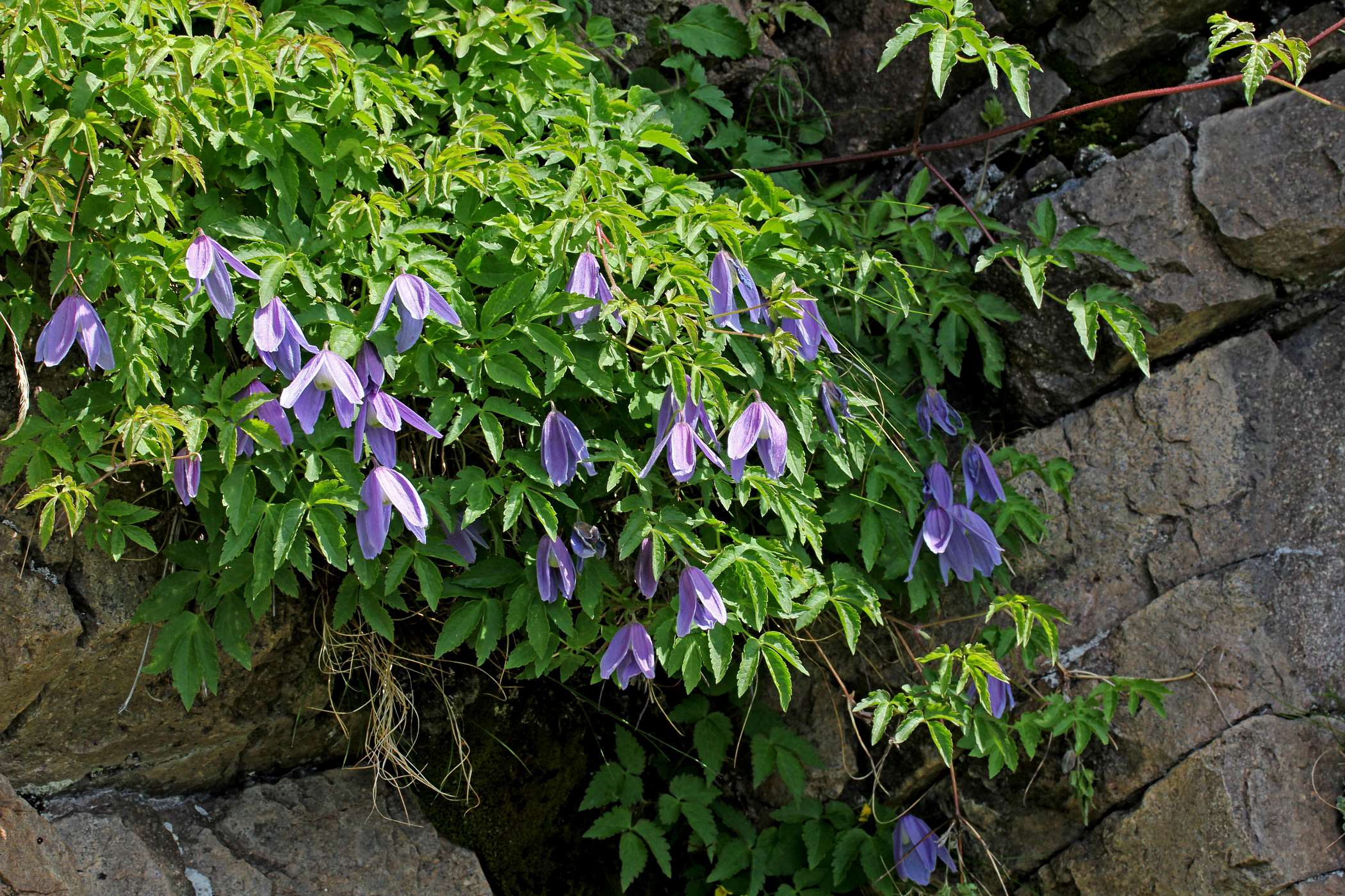 Zdjęcia powojnika alpejskiego - 5 fotografii