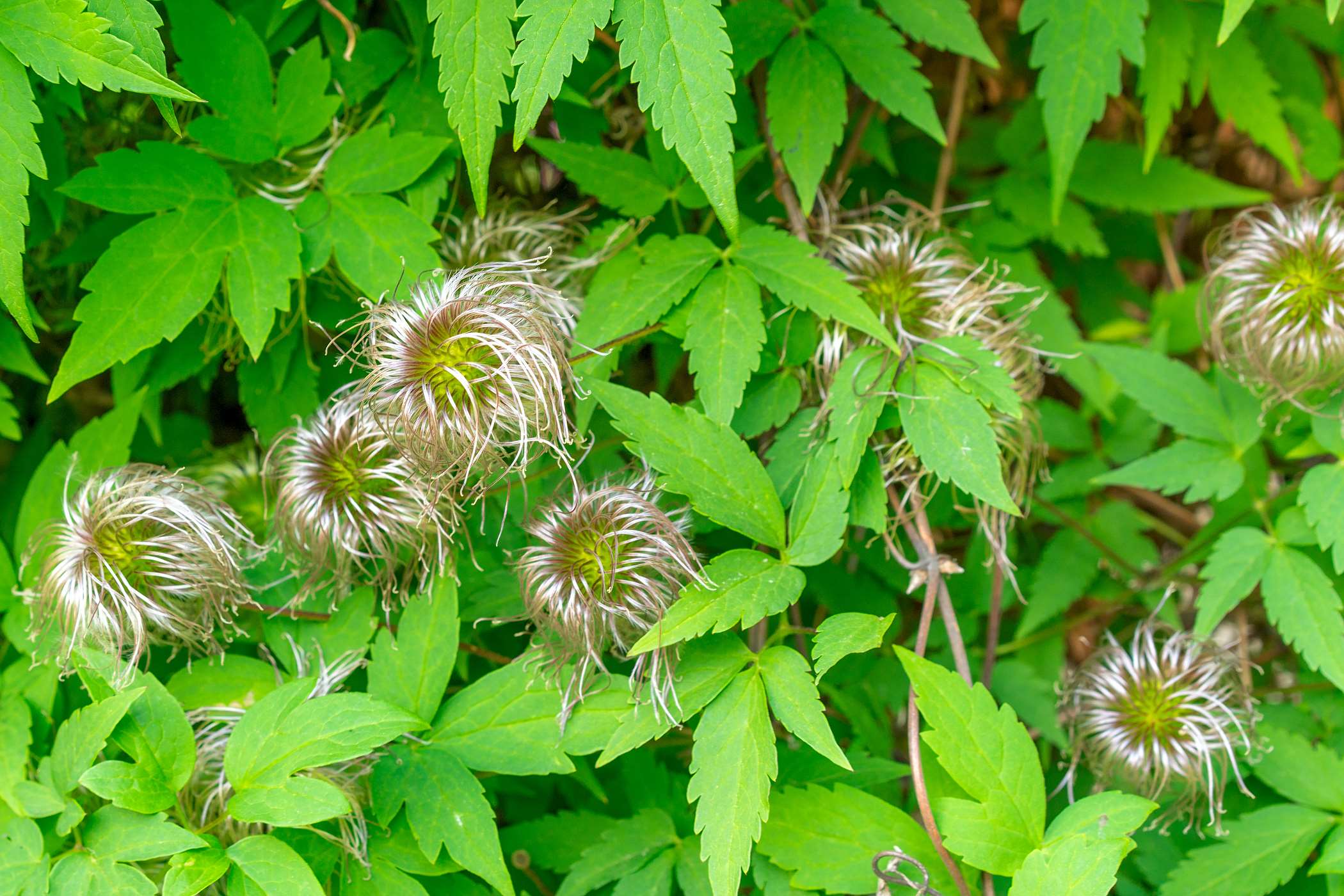 Zdjęcia powojnika alpejskiego - 5 fotografii