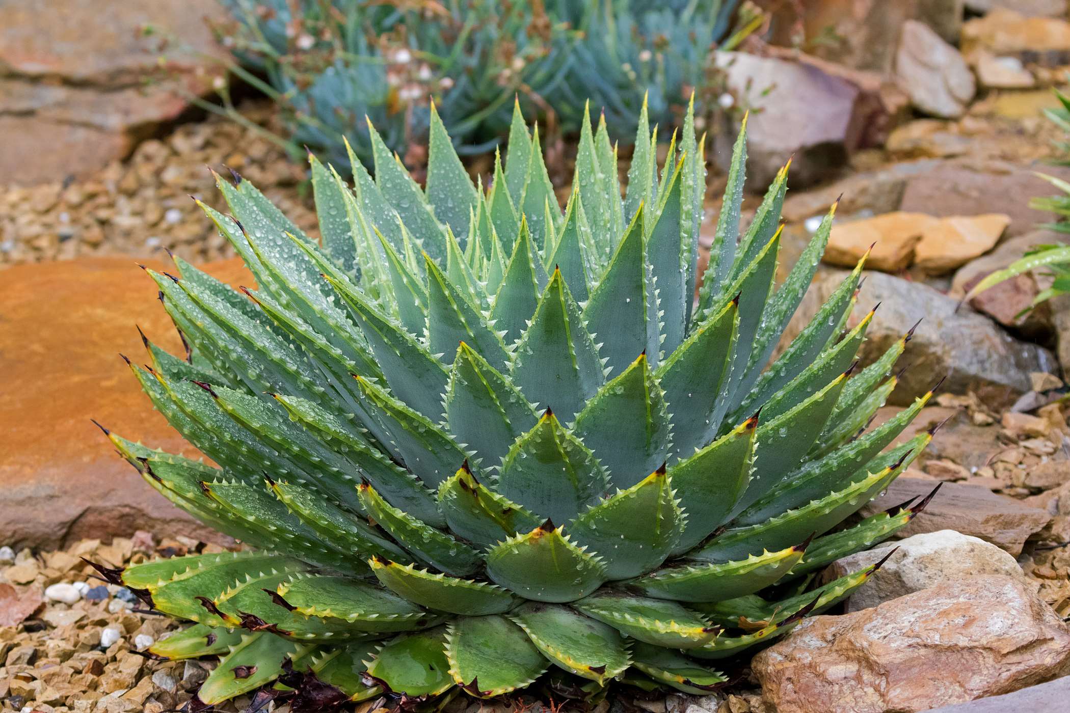 Zdjęcia aloesu wielkolistnego - 5 fotografii