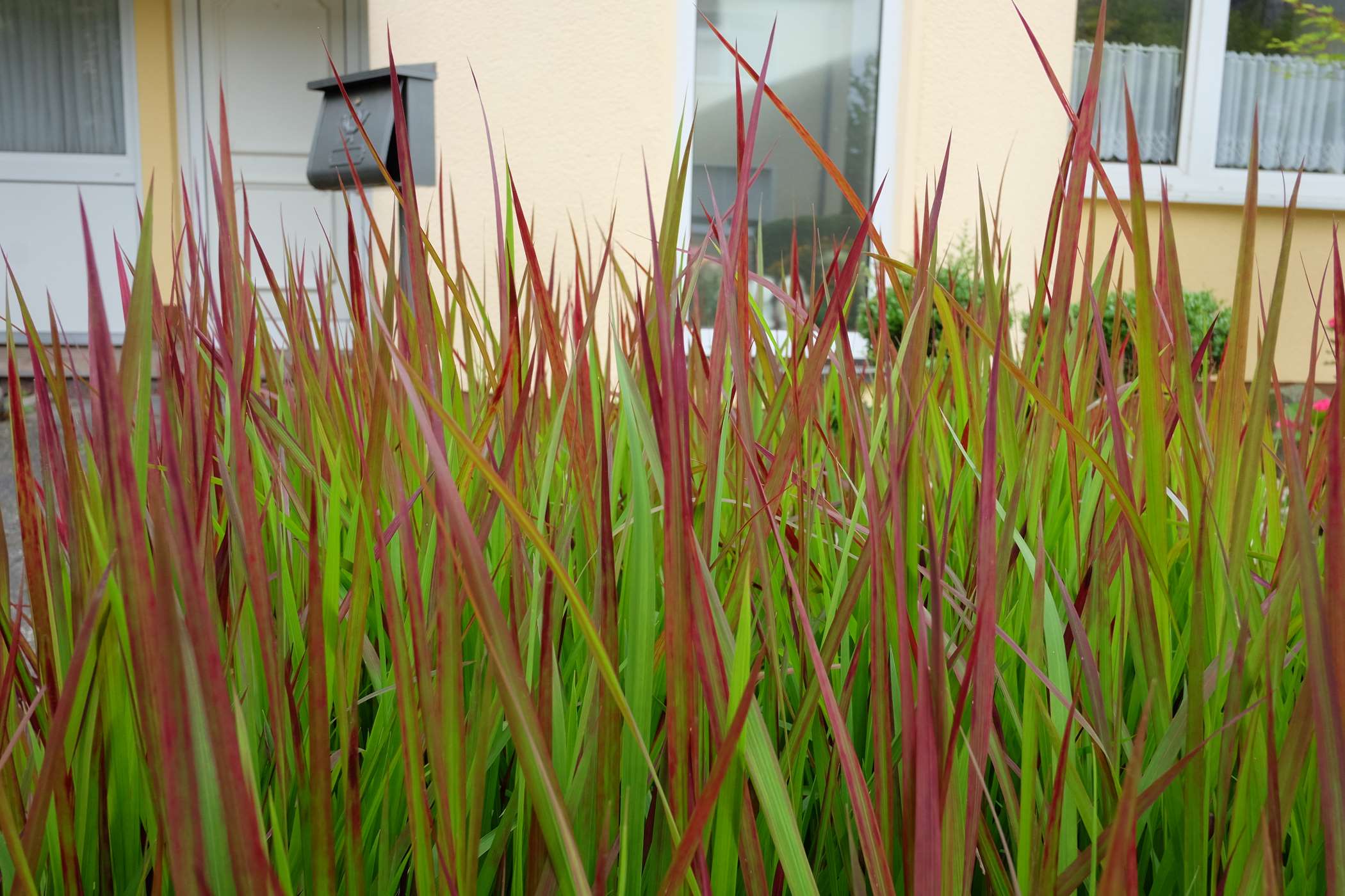 Zdjęcia imperaty cylindrycznej 'red baron' - 5 fotografii