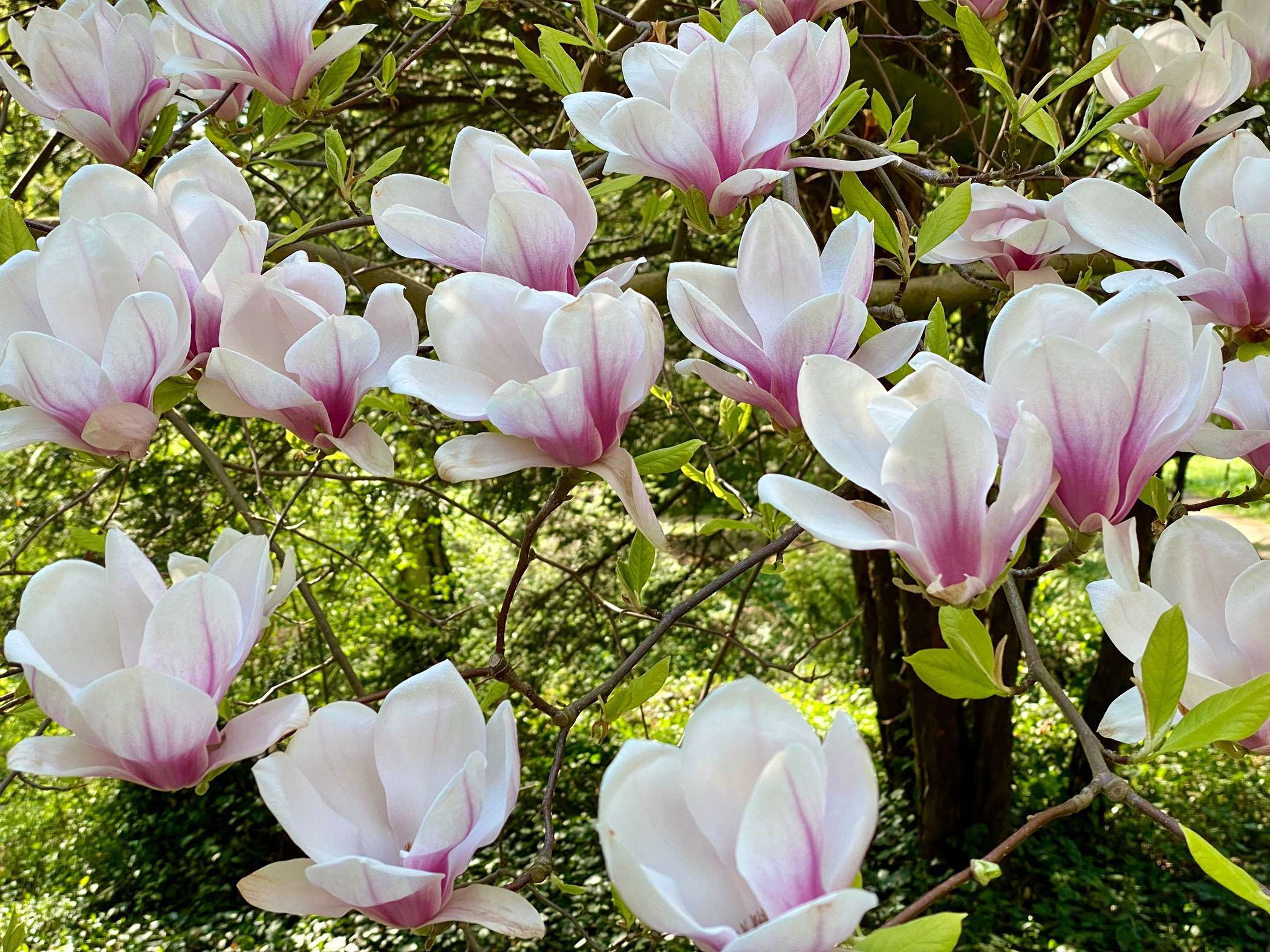 Zdjęcia magnolii soulange'a 'alexandrina' - 5 fotografii