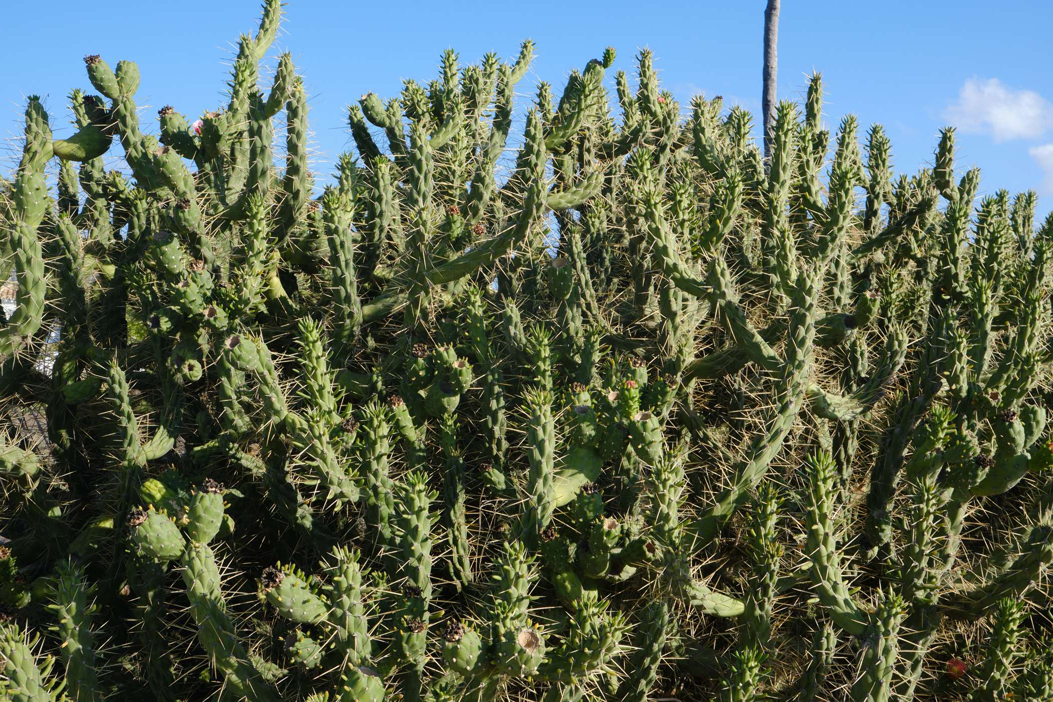 Zdjęcia opuncji szydłowatej - 5 fotografii