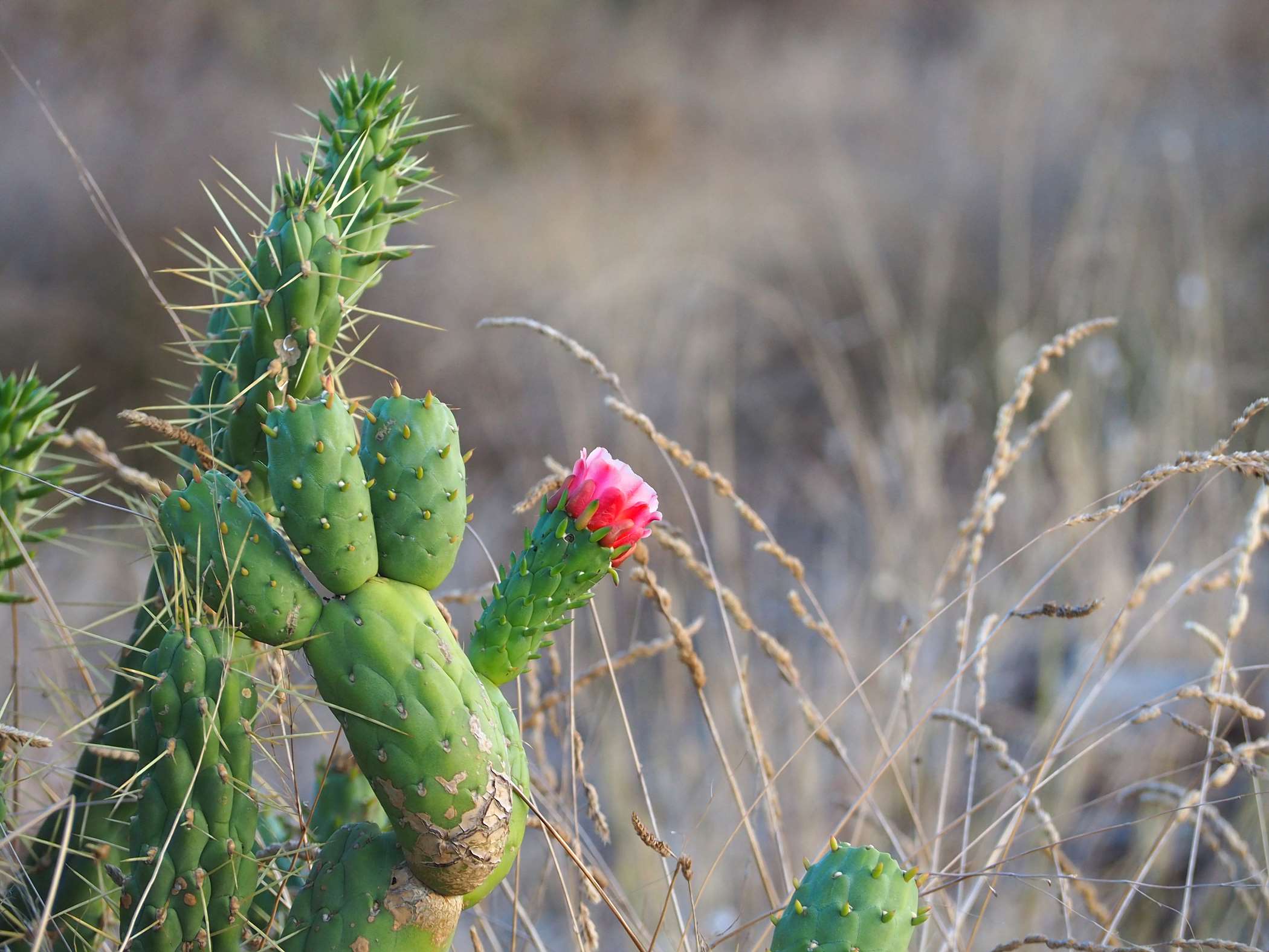Zdjęcia opuncji szydłowatej - 5 fotografii