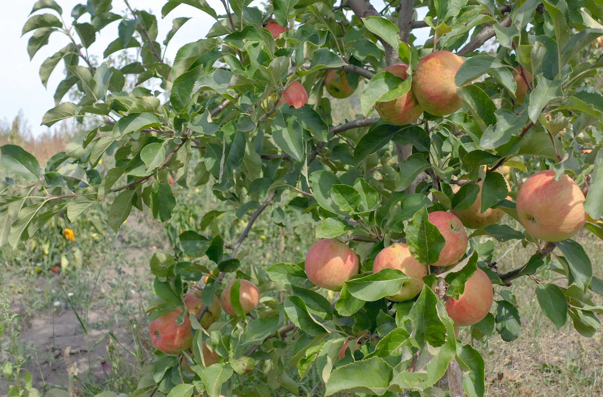 Zdjęcia jabłoni 'szampion' - 5 fotografii