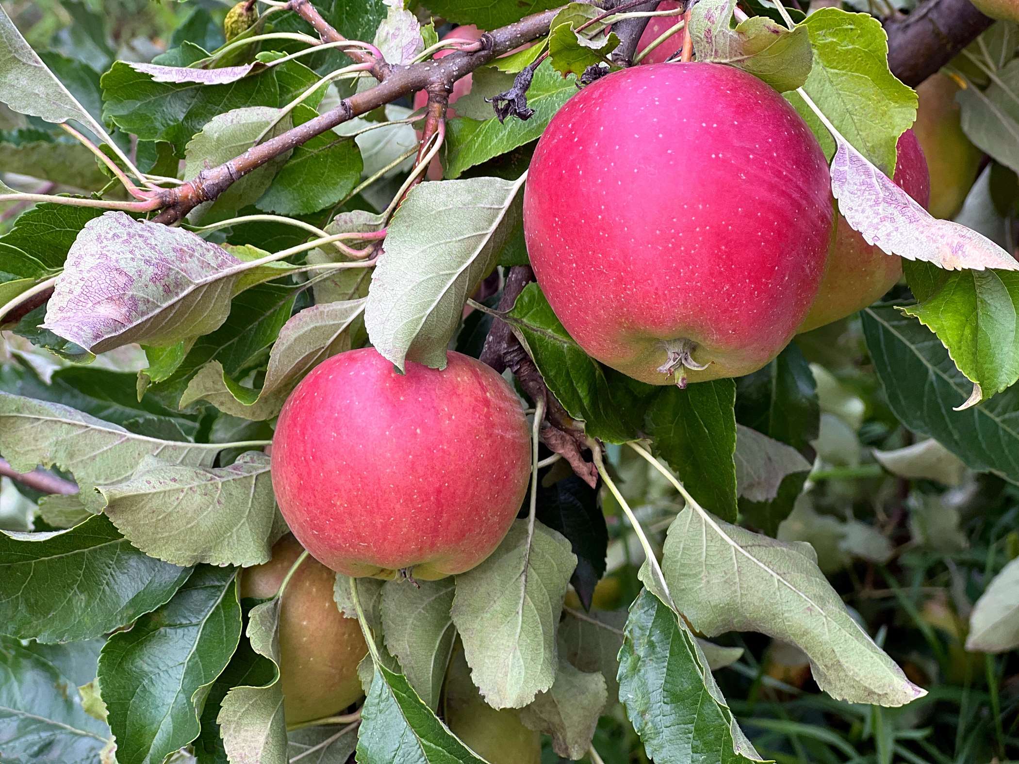 Zdjęcia jabłoni 'szampion' - 5 fotografii