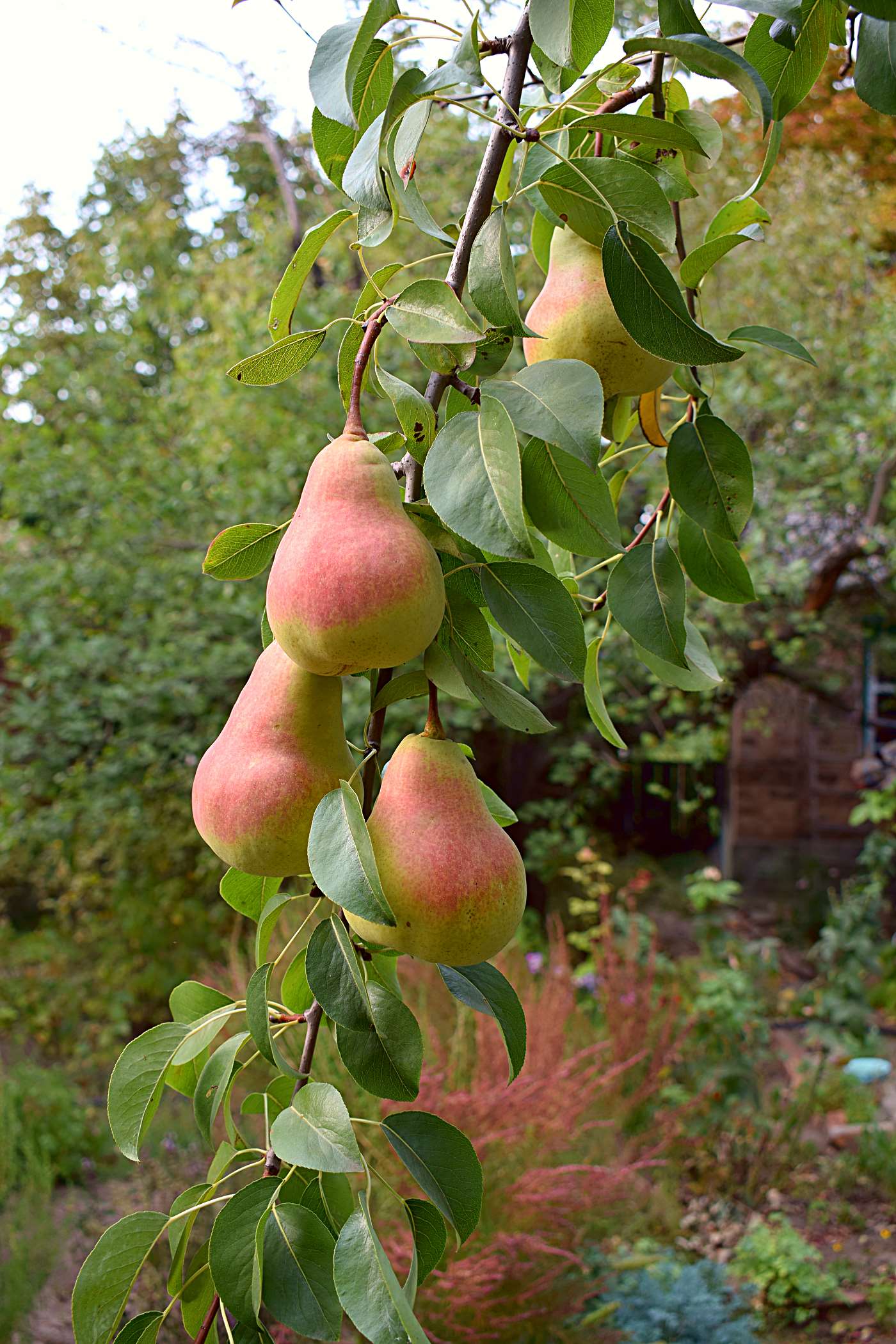Zdjęcia gruszy 'faworytka' - 5 fotografii