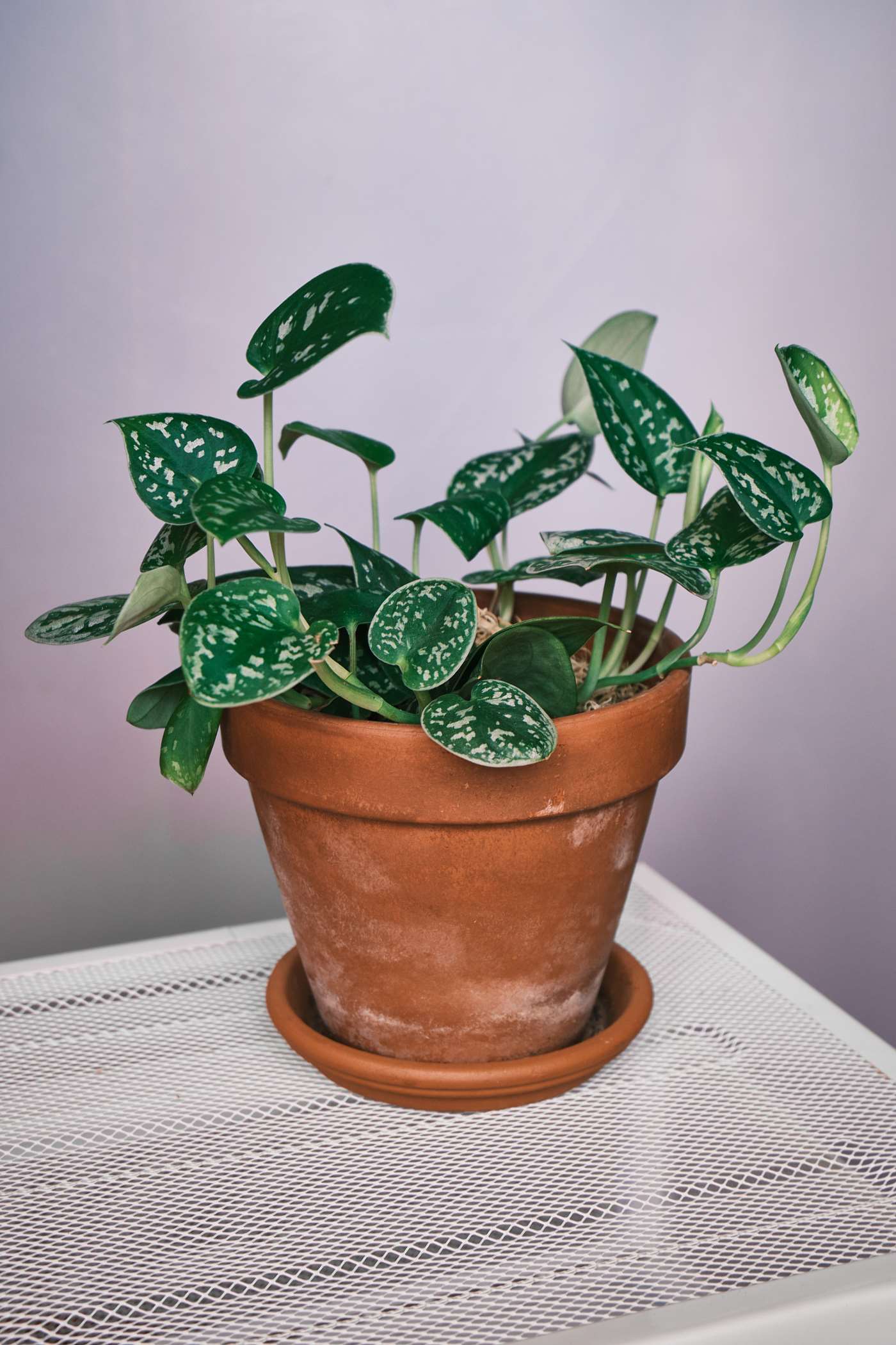 Zdjęcia scindapsusa pstrego 'argyraeus' - 5 fotografii