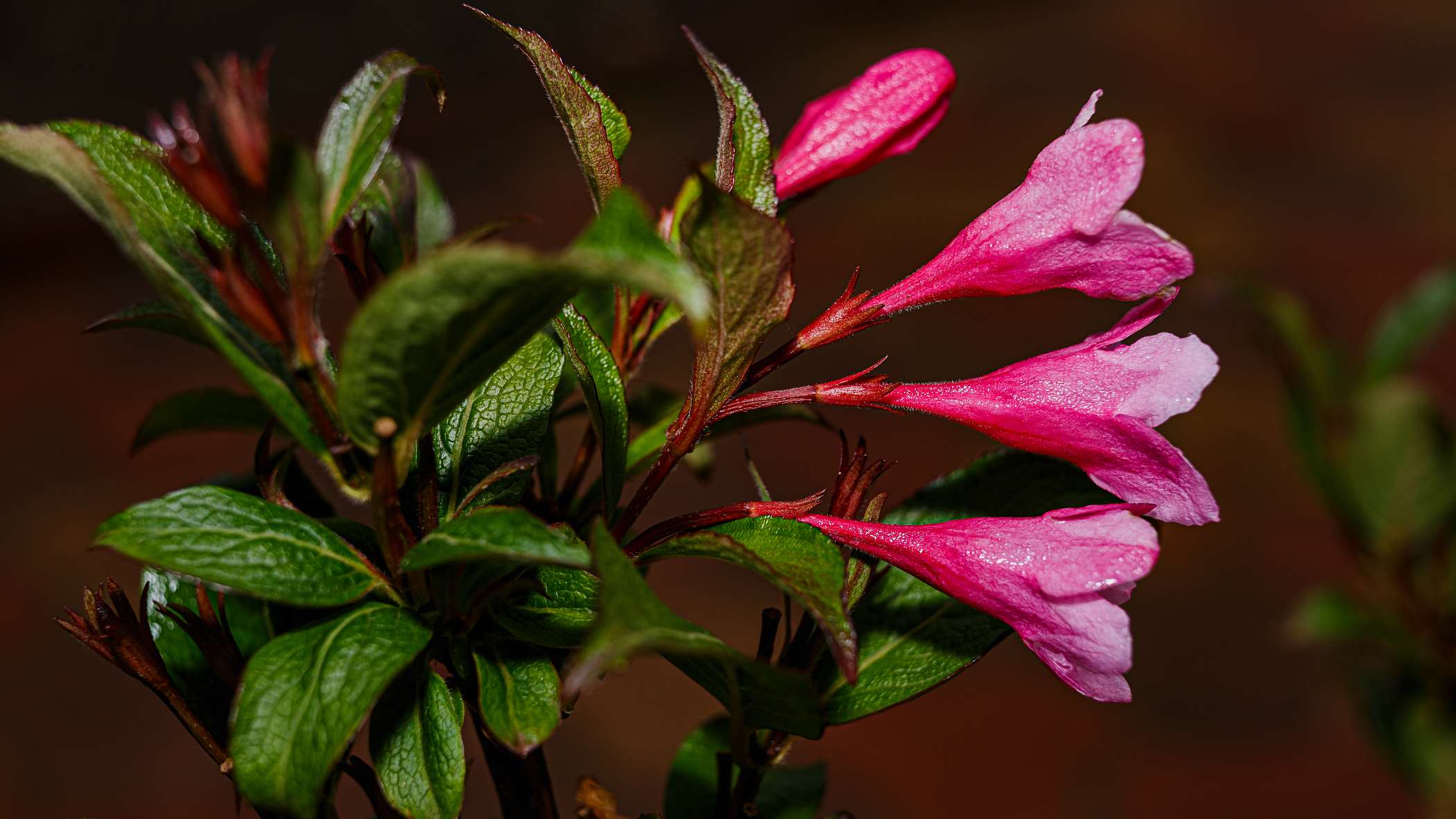 Zdjęcia krzewuszki 'bristol ruby' - 5 fotografii