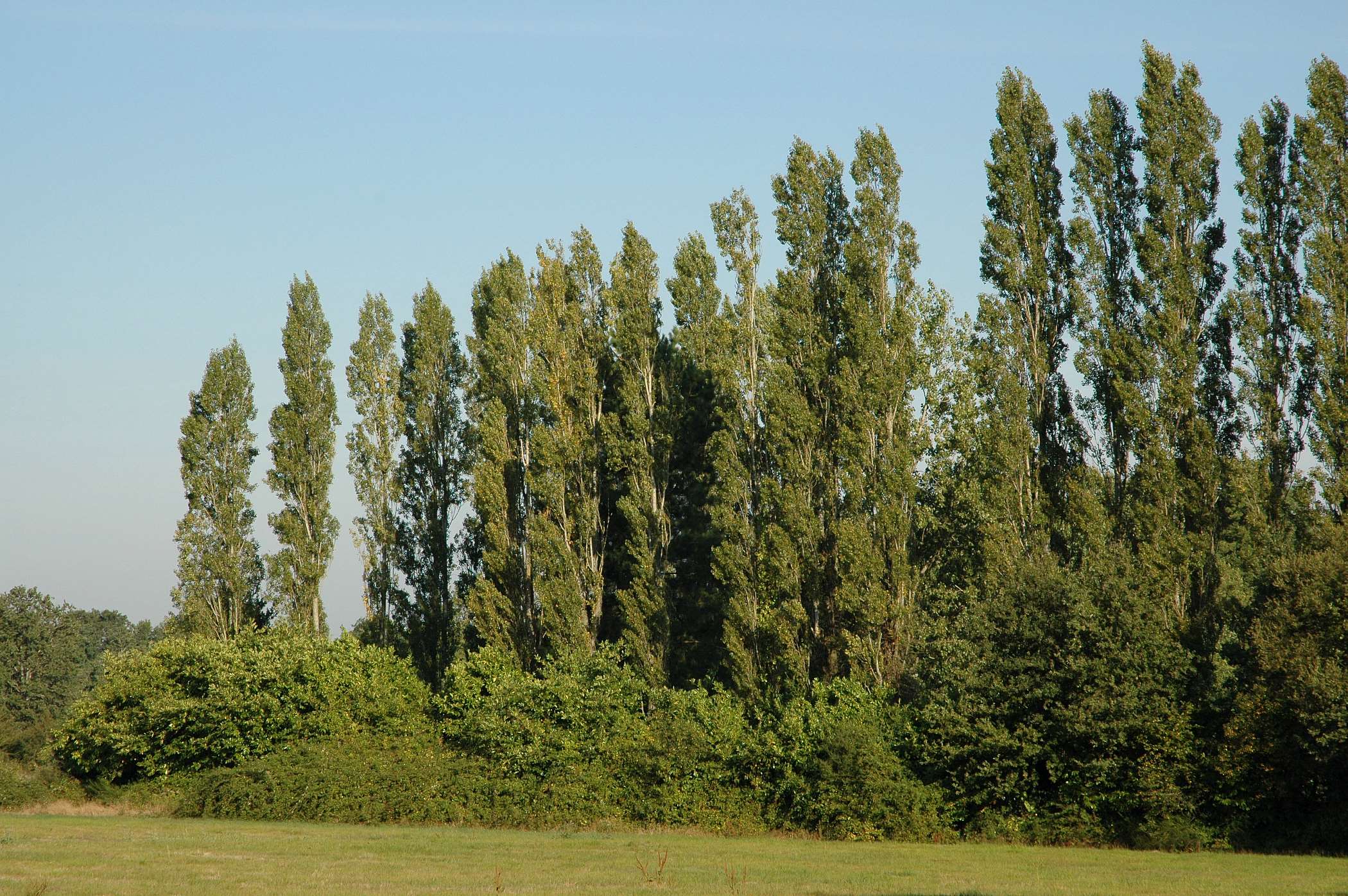 Zdjęcia topoli włoskiej - 5 fotografii