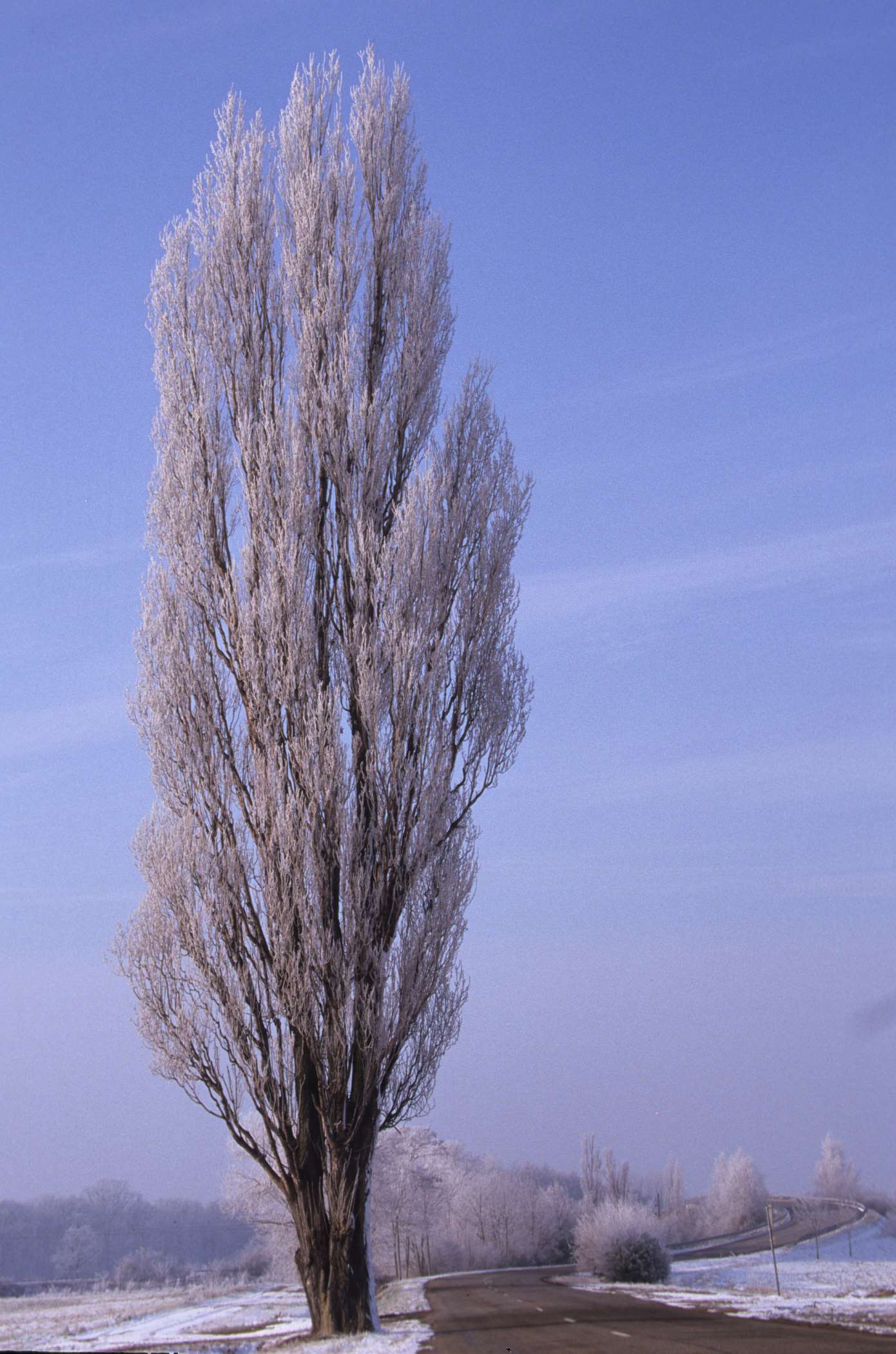 Zdjęcia topoli włoskiej - 5 fotografii